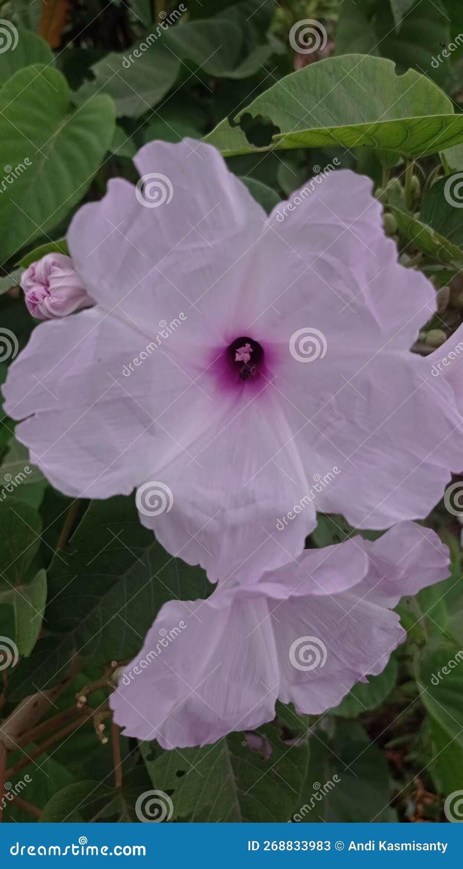 A Beautiful Pink Flower with a Normal Camera Stock Image - Image of ...