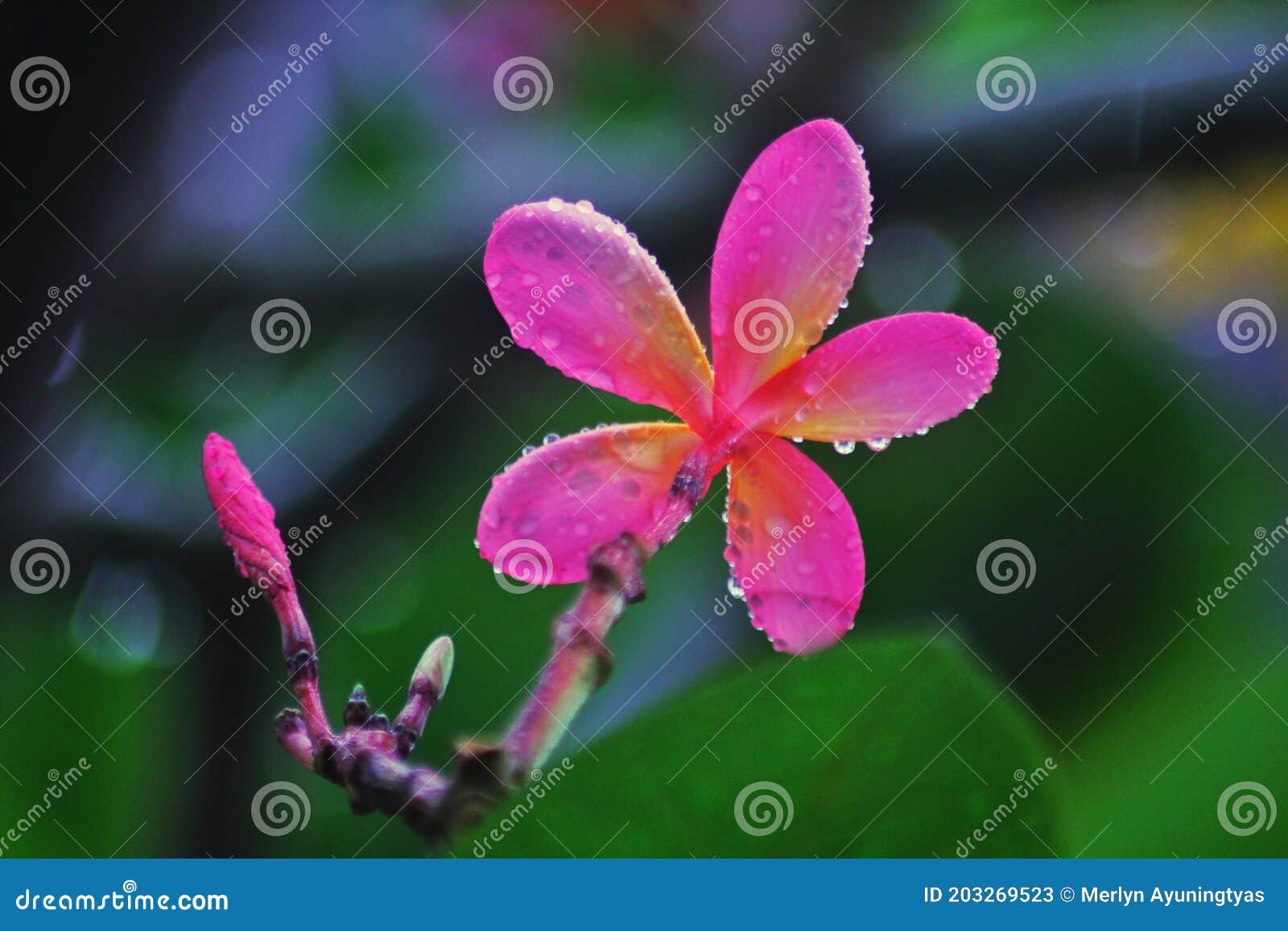 A Beautiful Pink Flower Under the Rain in Rainy Days Stock Image ...