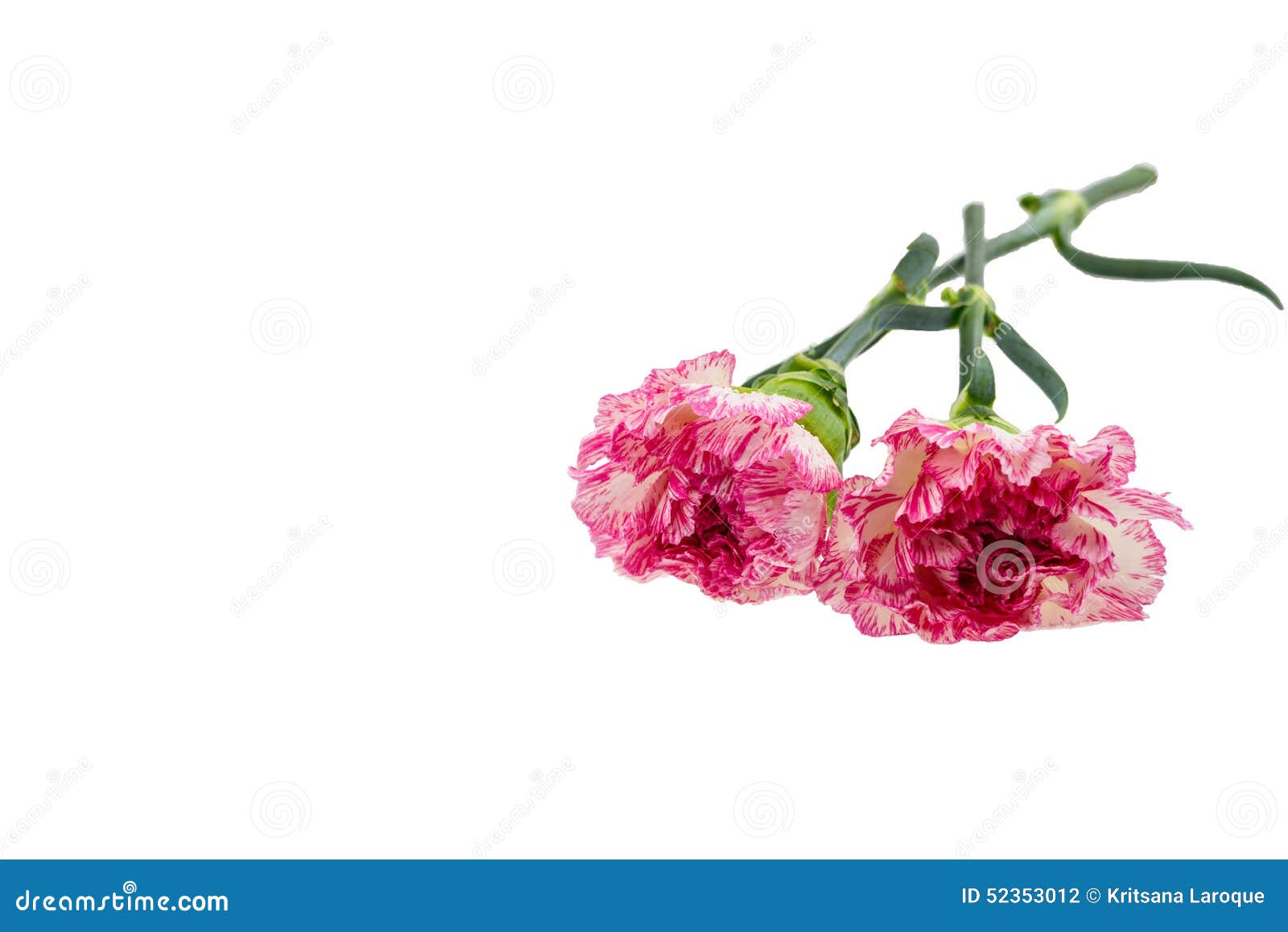 Beautiful Pink Flower on White Background Stock Photo - Image of life ...
