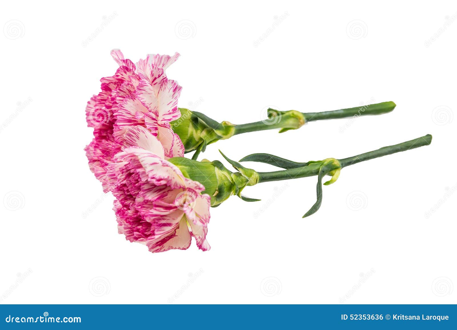 Beautiful Pink Flower on White Background Stock Photo - Image of beauty ...