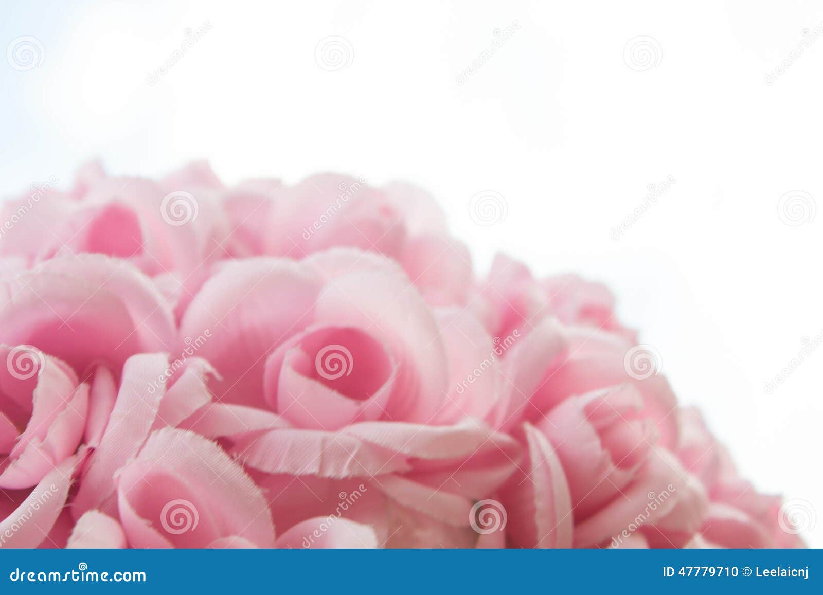 Beautiful Pink Flower on White Background Stock Photo - Image of fabric ...