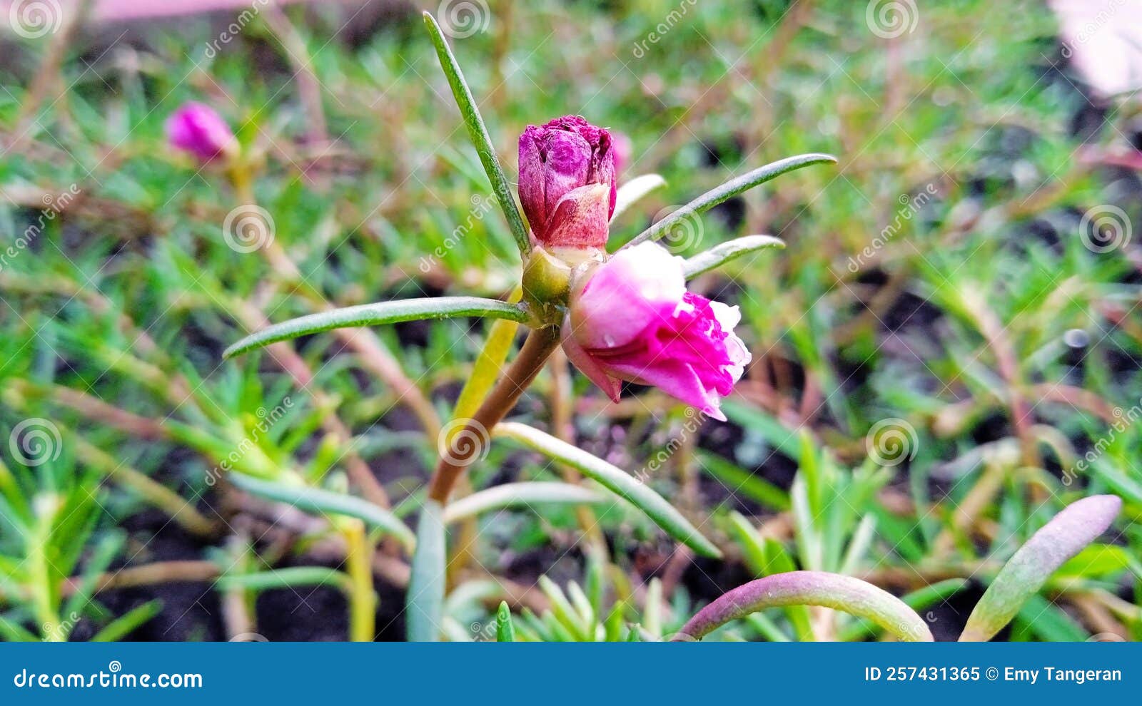 Beautiful Pink Flower with White Texture in the Yard Stock Image ...
