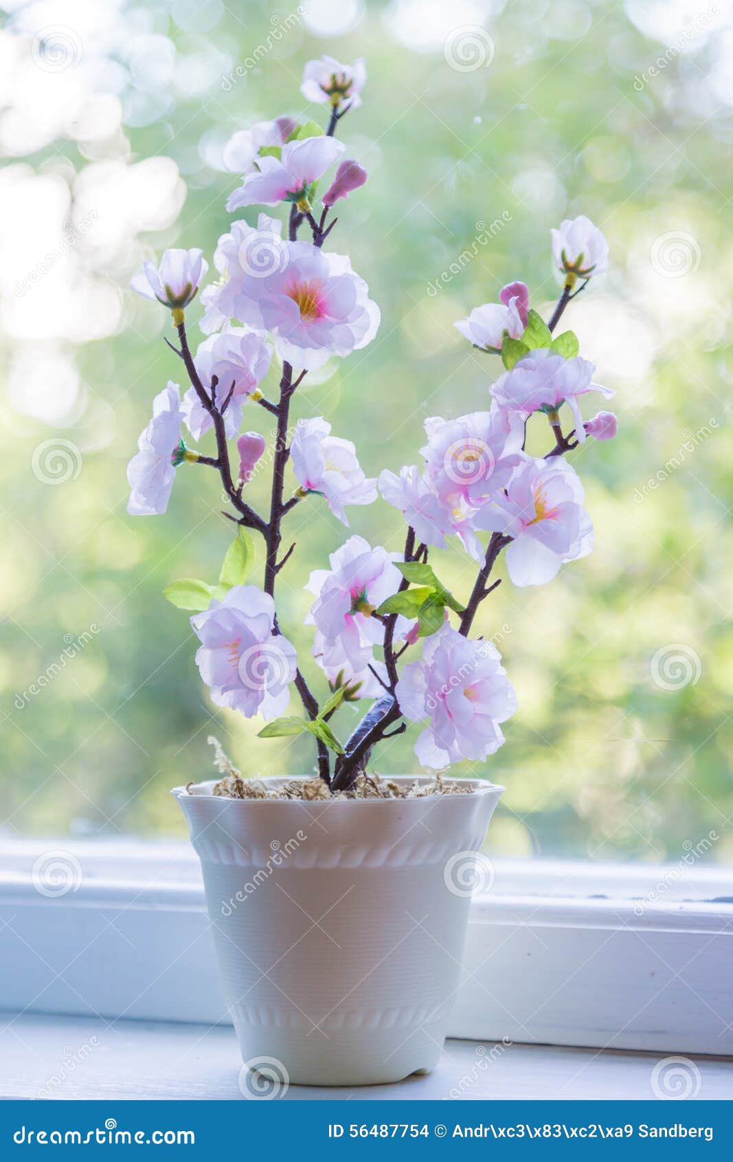 Beautiful Pink Flower in Window Stock Photo - Image of detail, flora ...