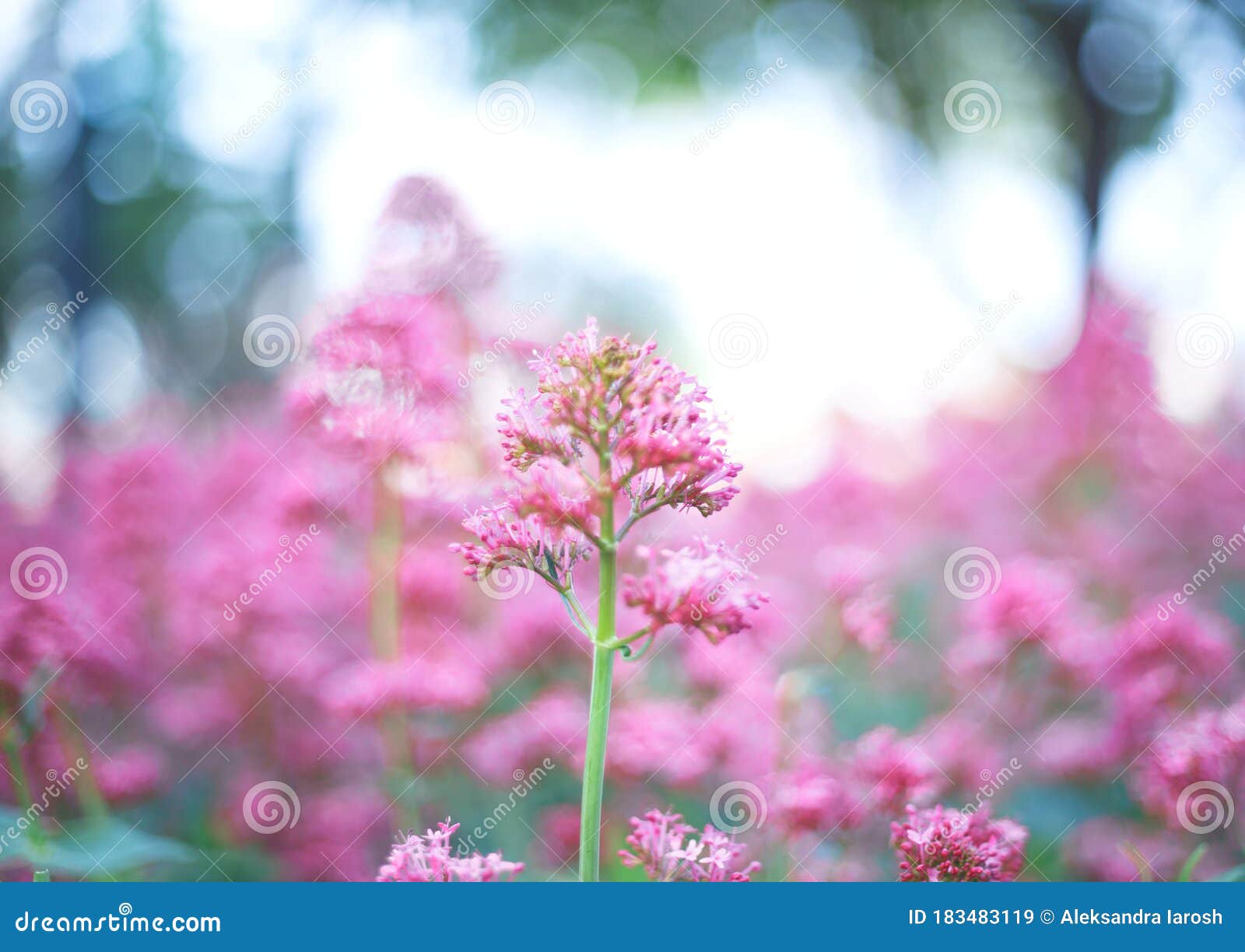 Beautiful Pink Flowering Shrubs Surrounded by Greenery Stock Image ...