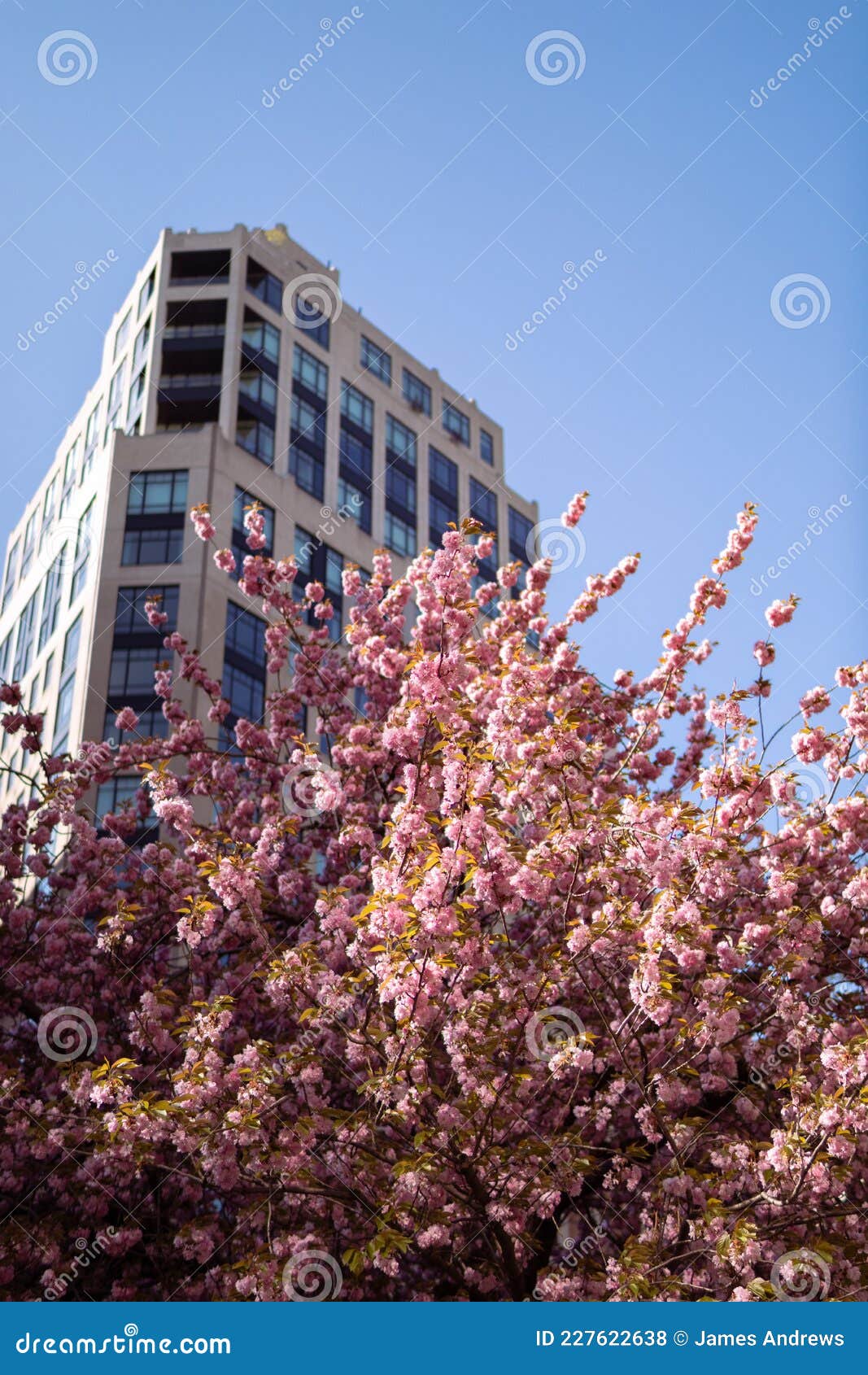 Blooming Pink Flowering Tree during Spring in Front of a Skyscraper at ...