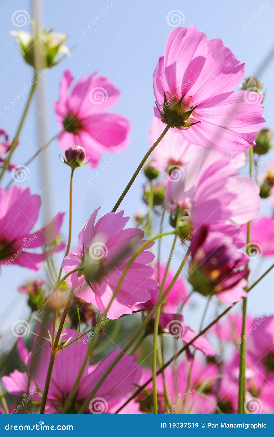 Beautiful pink flowers stock image. Image of blur, bouquet - 19537519