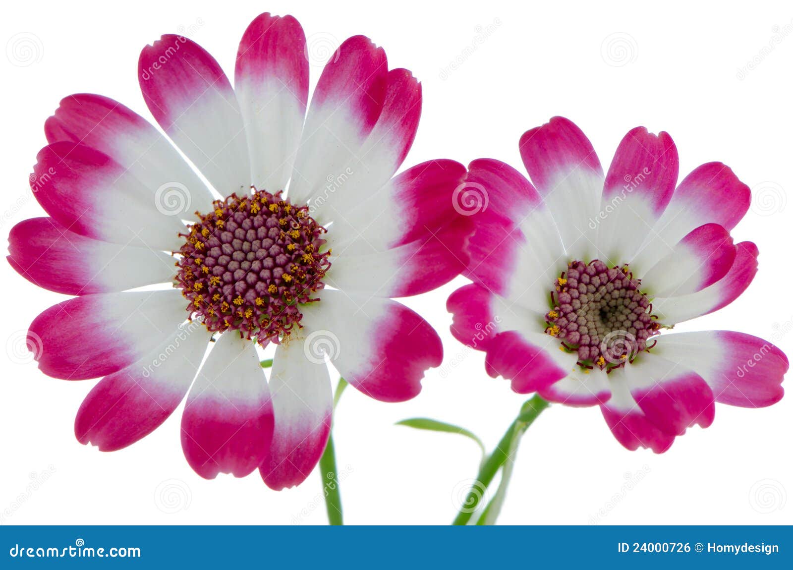 Beautiful pink flowers stock photo. Image of grass, isolated - 24000726