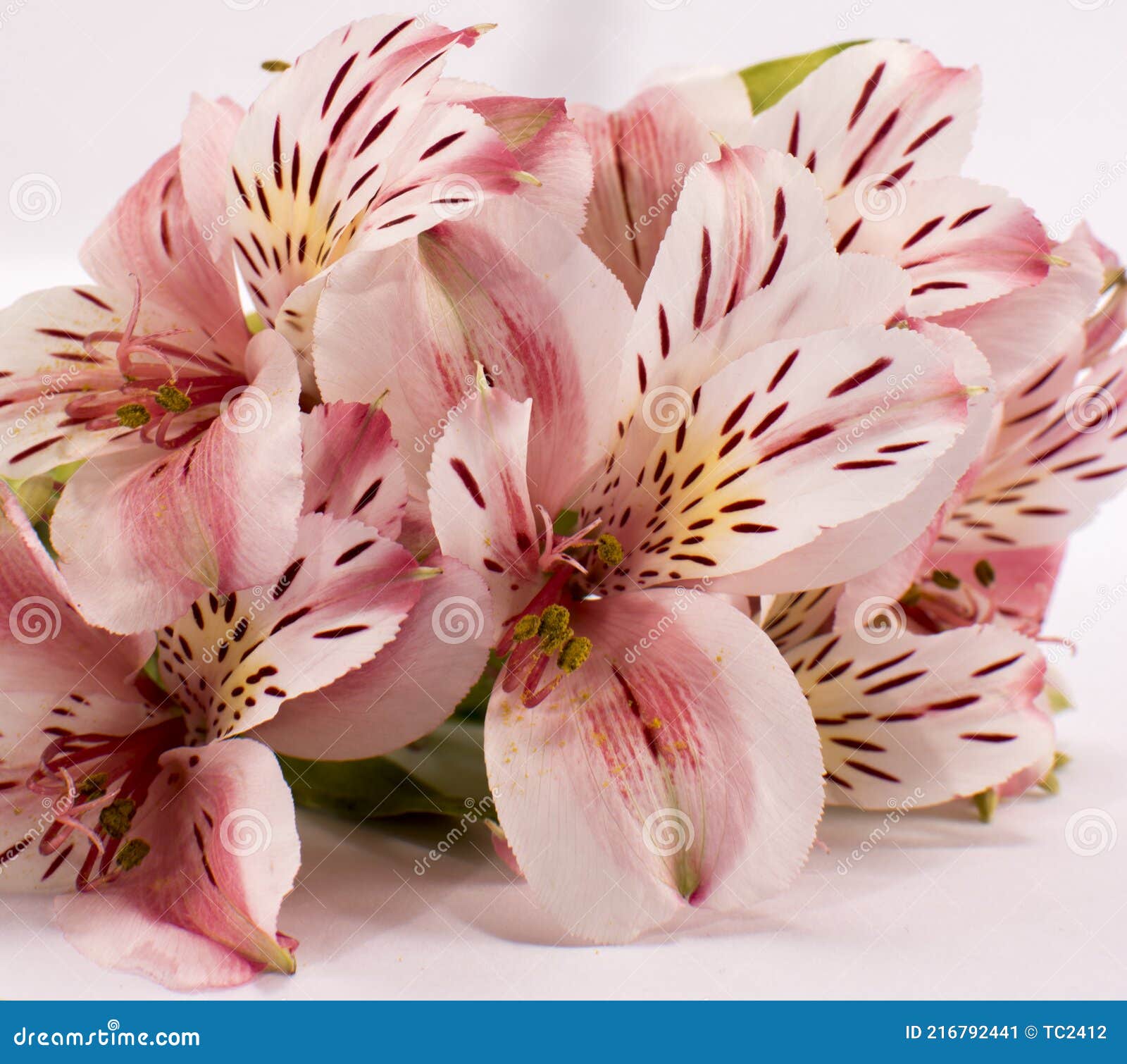 Beautiful Pink Flowers. Astromelia Stock Image - Image of love, small ...