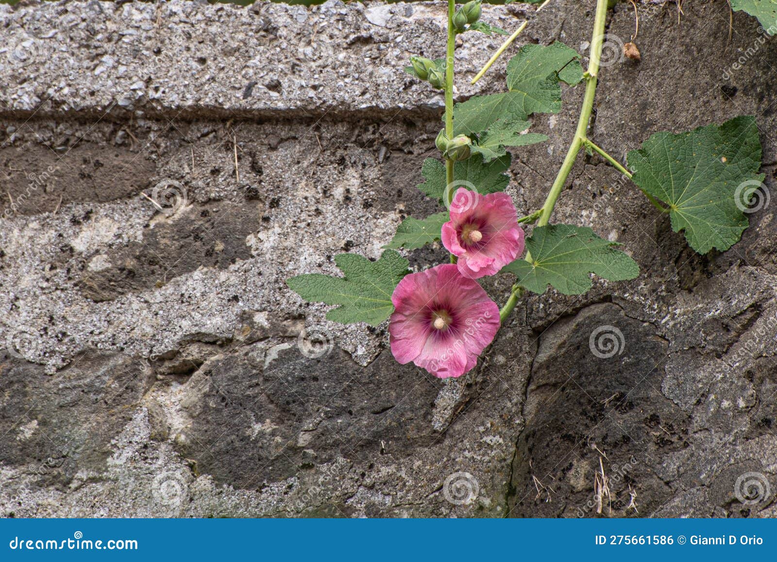 Beautiful Pink Flowers on Boundary Wall Stock Photo - Image of garden ...