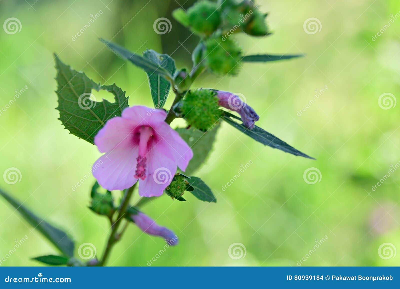 The Beautiful Pink Flowers. Stock Photo - Image of heart, colors: 80939184