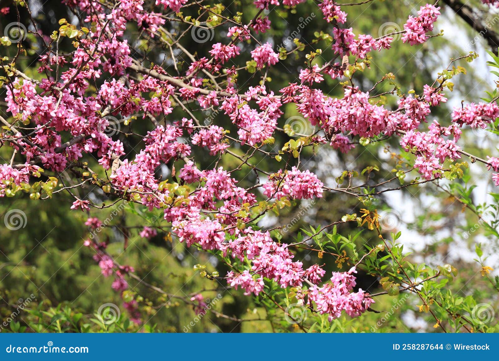 Beautiful Pink Flowers Growing on the Tree. Stock Photo - Image of ...