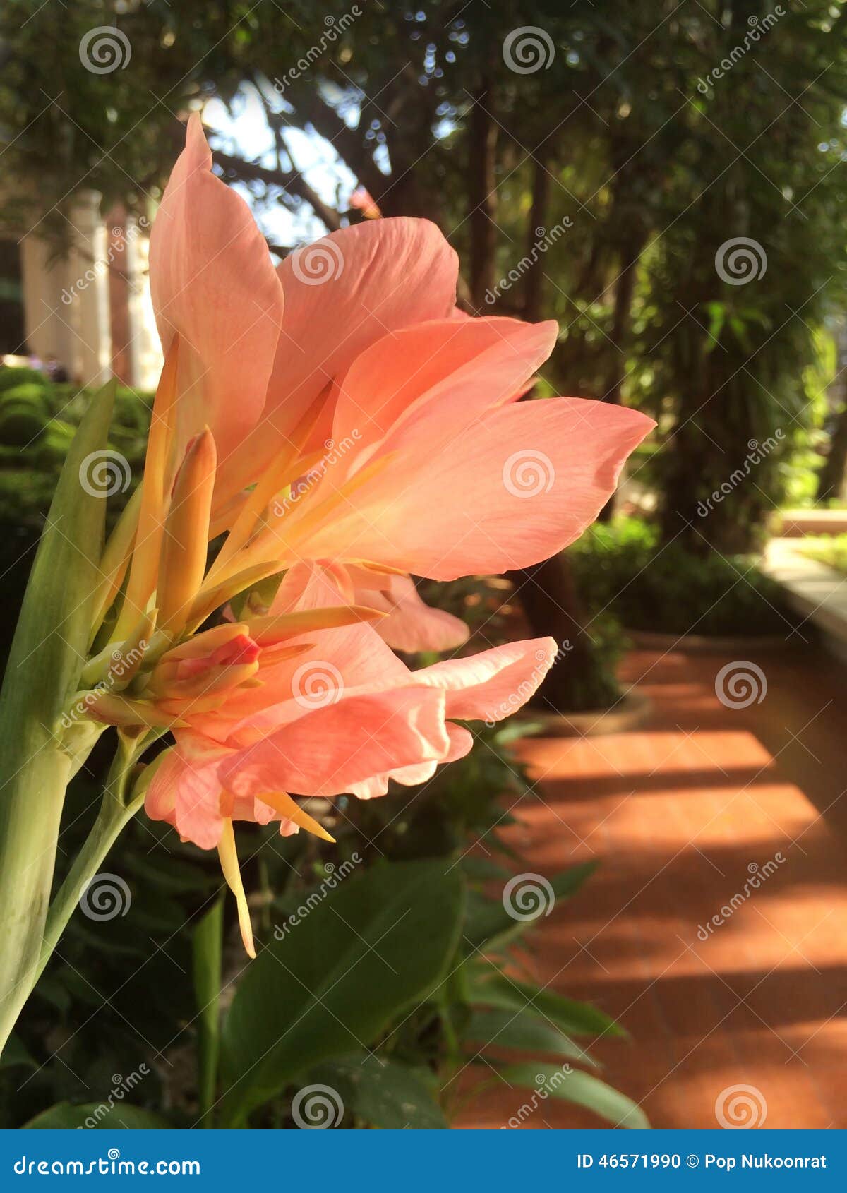 Beautiful Pink Flowers in the Park Stock Photo - Image of flora, green ...