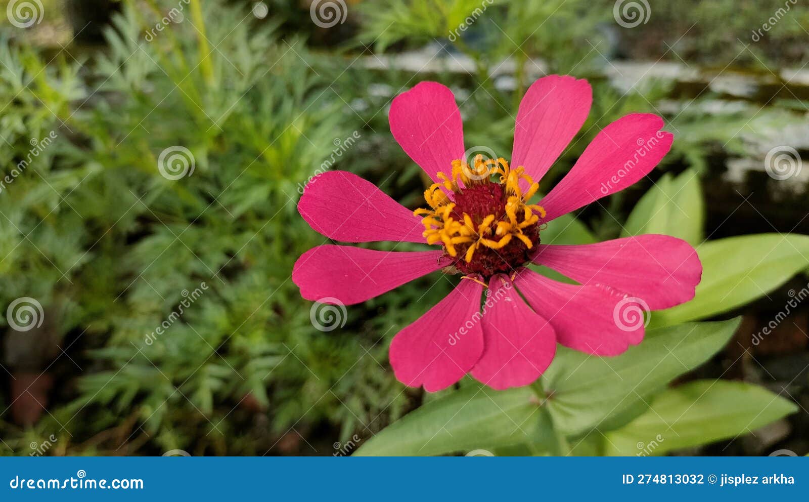 Beautiful Pink Flowers Refresh the Eyes Stock Photo - Image of yellow ...