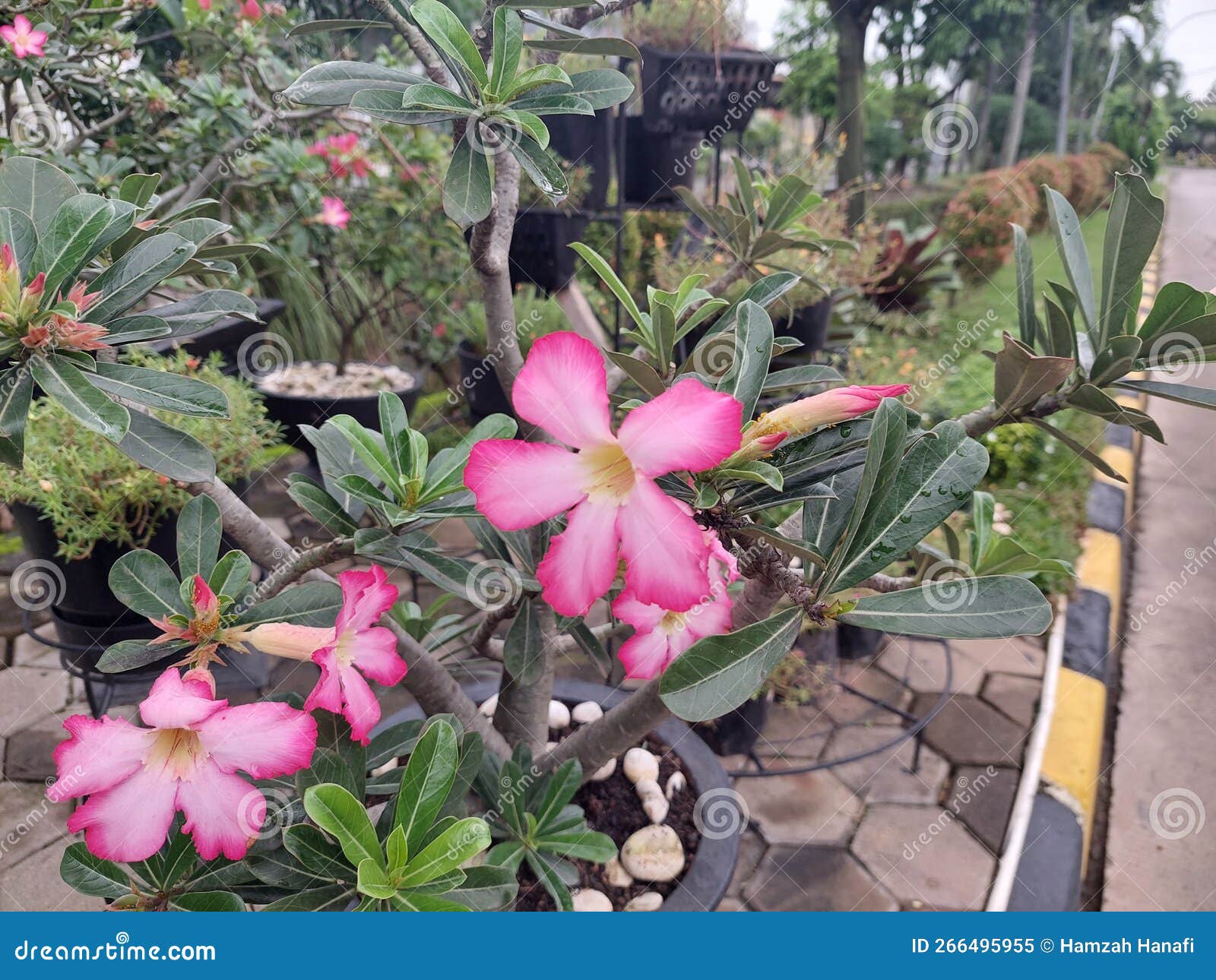 Beautiful Pink Flowers on Road Side Stock Image - Image of flowers ...