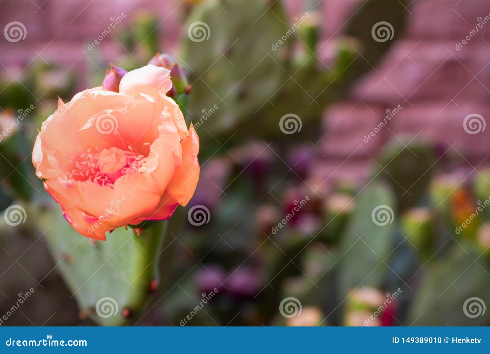 Beautiful Pink Flowers of a Spiny Cactus Stock Photo - Image of botanic ...
