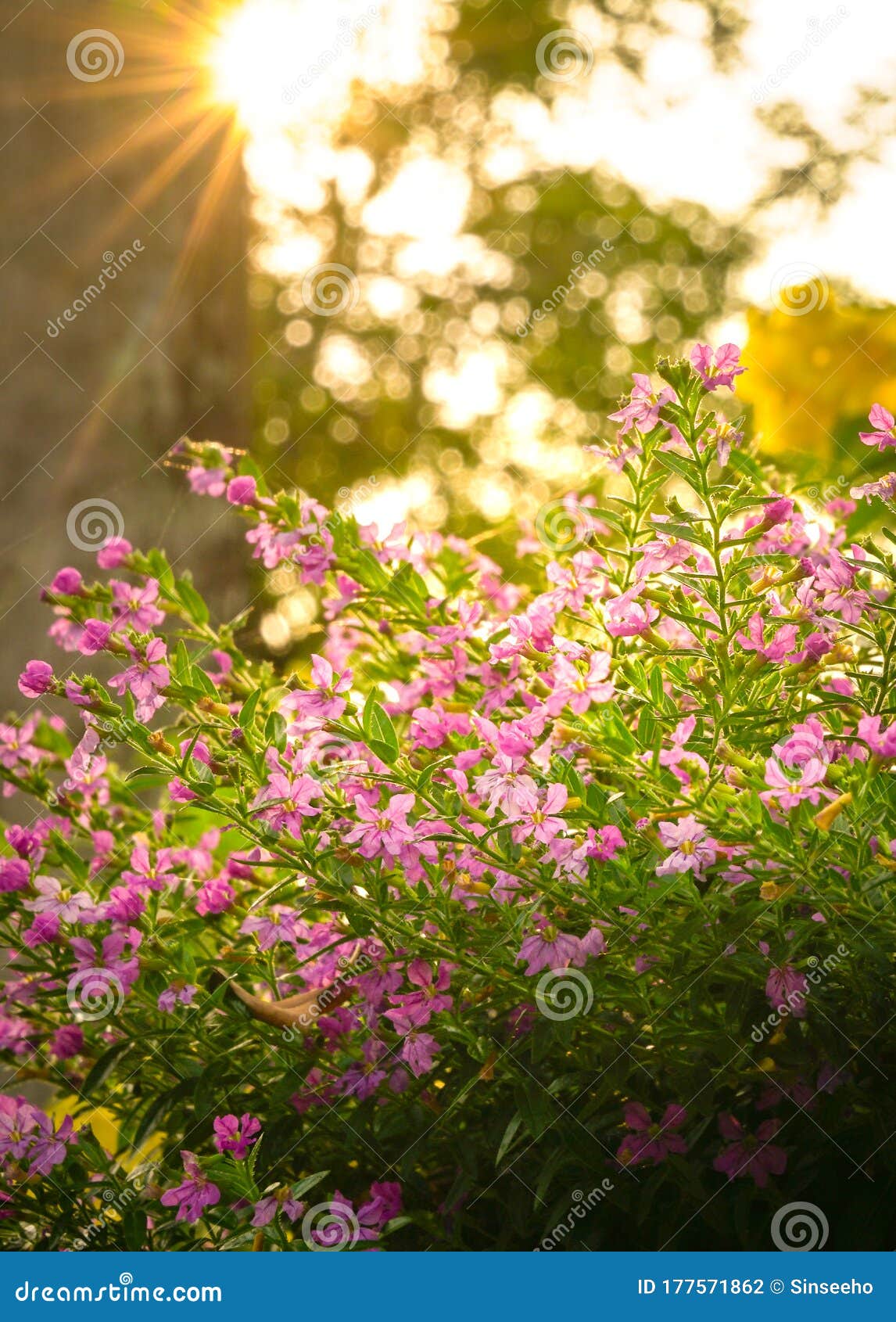Beautiful Pink Flowers with Sun Rays at the Background Stock Photo ...