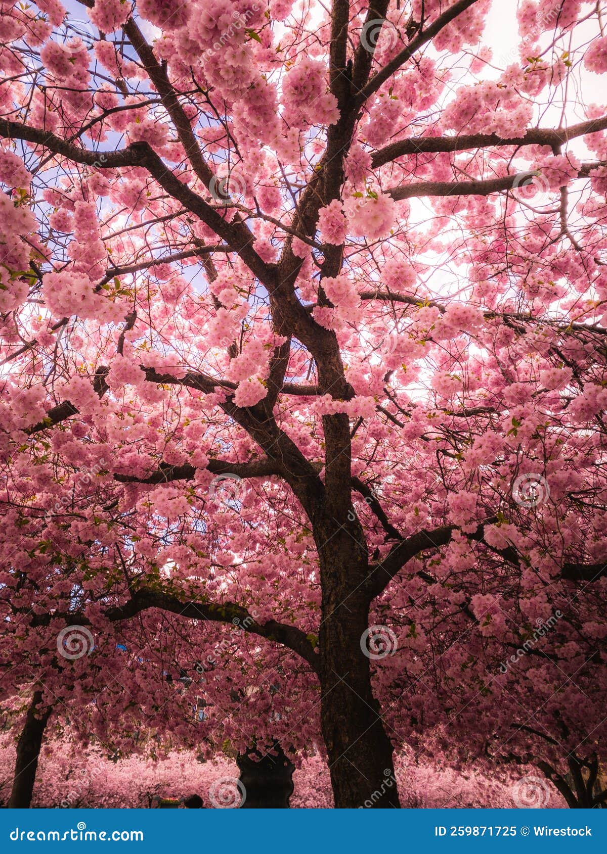 Beautiful Pink Flowers Tree Stock Image - Image of outdoor, environment ...