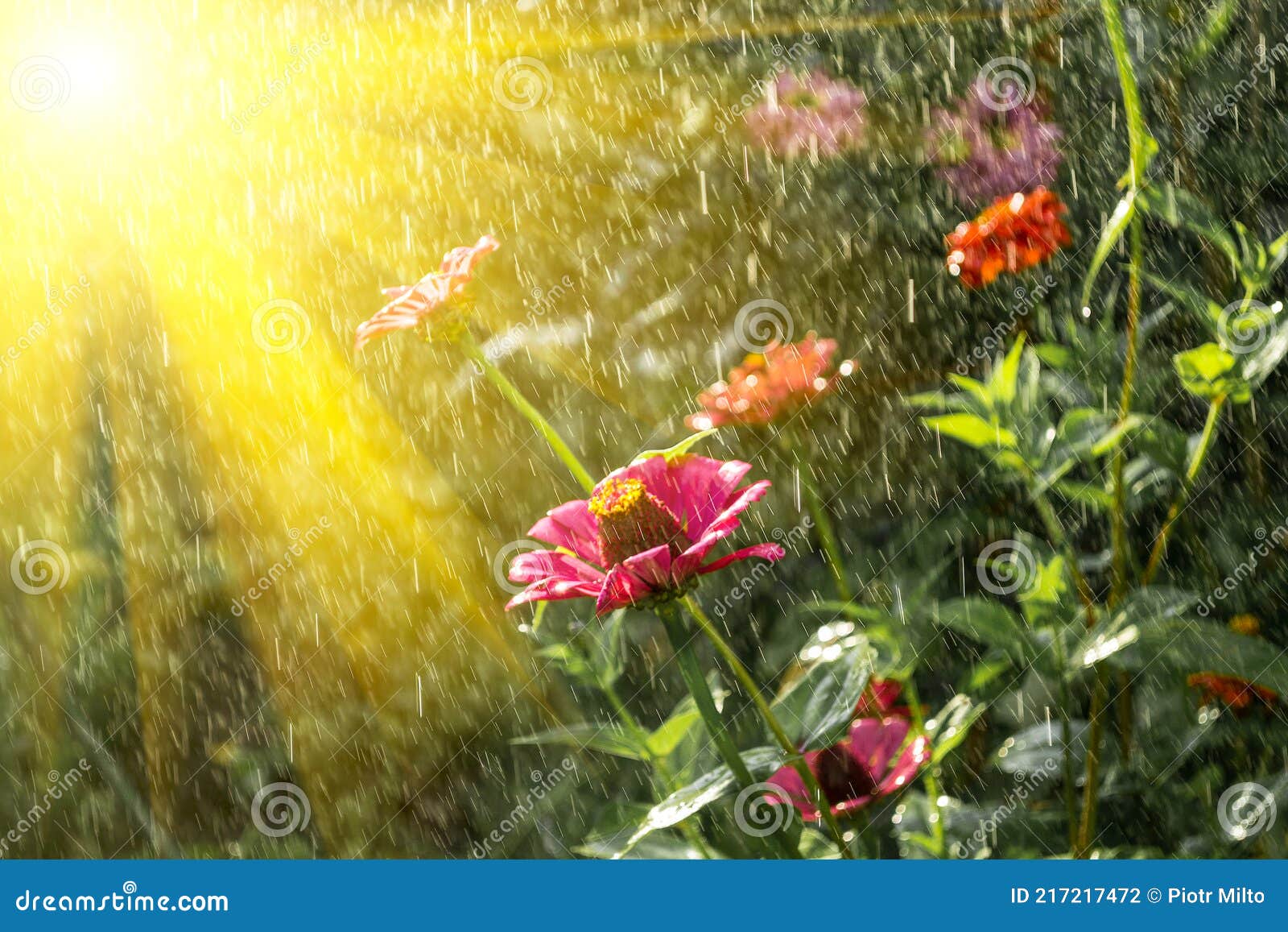 Beautiful Pink Flowers Under the Rain. Soft Focus Stock Photo - Image ...