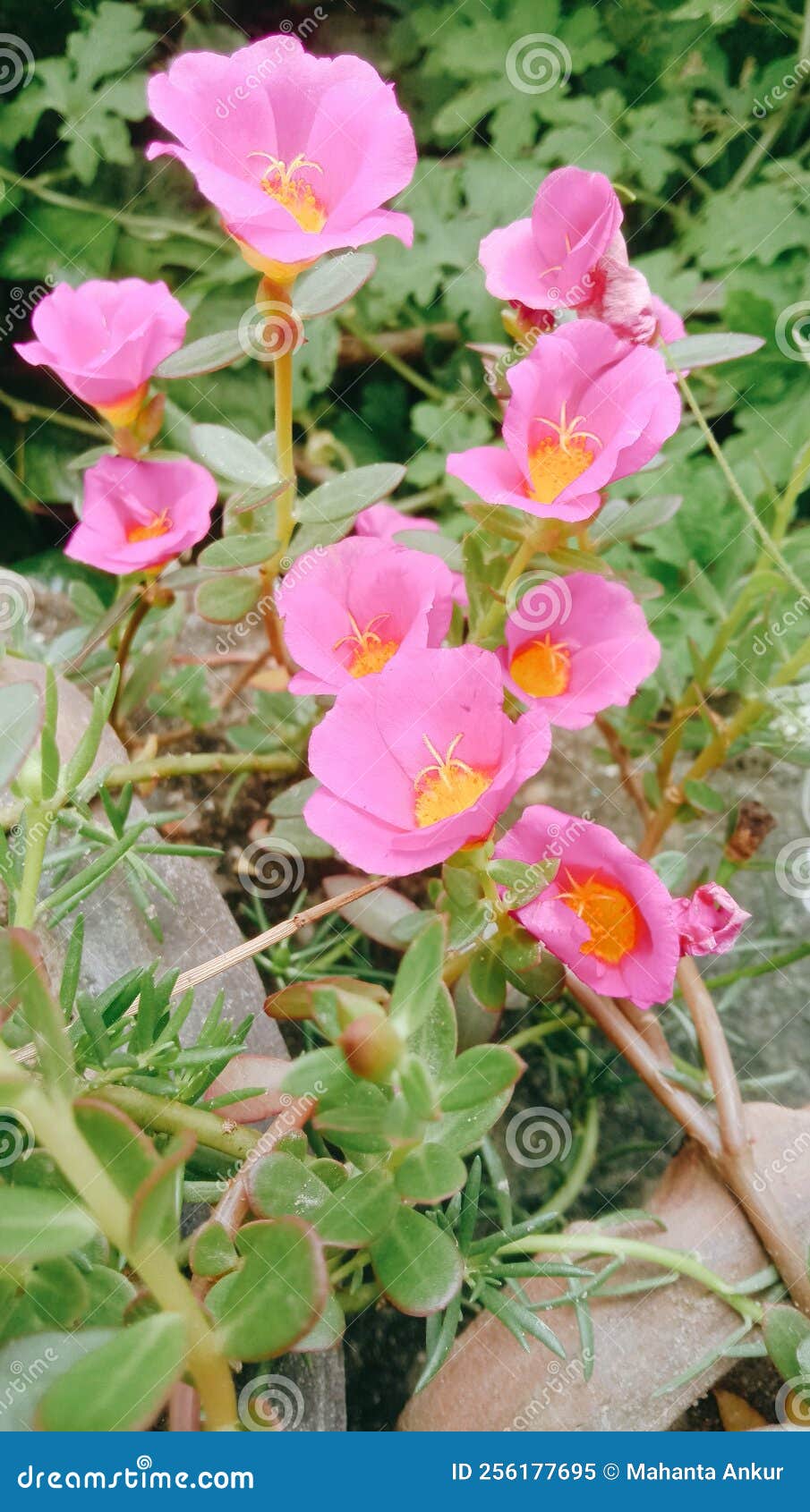 Beautiful pink follower stock image. Image of garden - 256177695