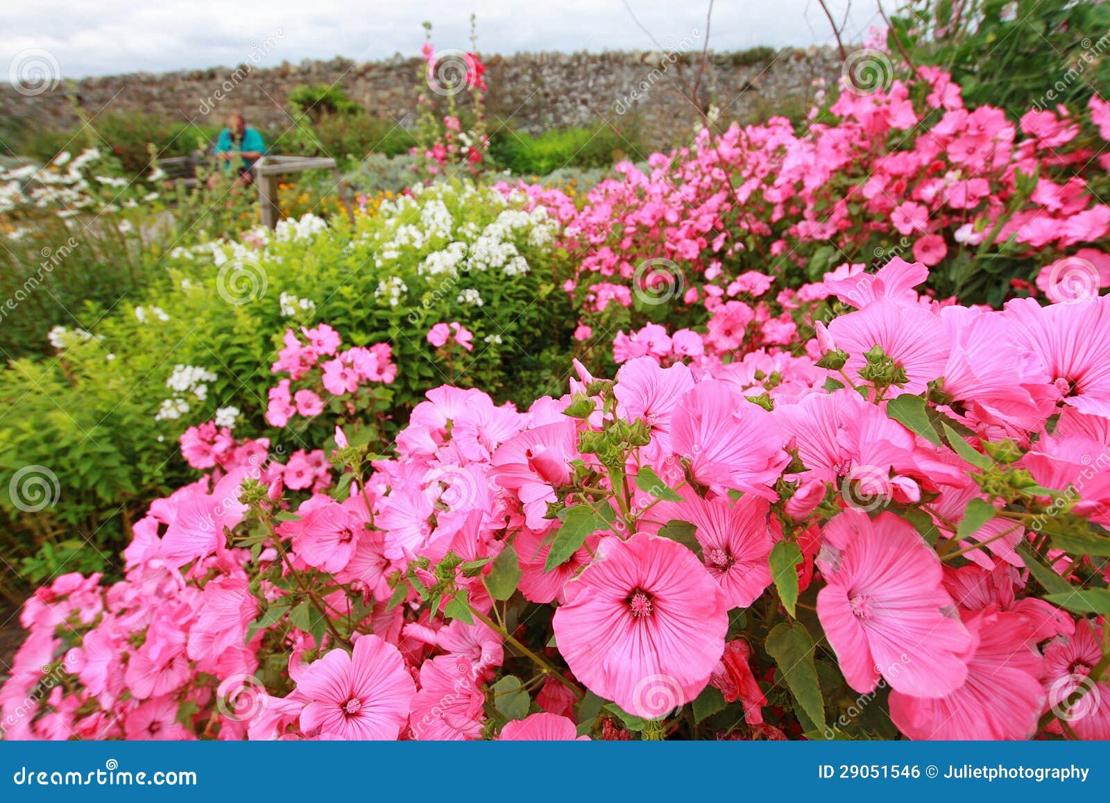 Beautiful Pink Garden Flowers Stock Photo - Image of meadow, pastel ...