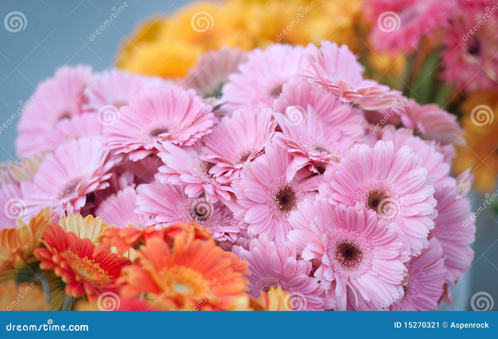 Beautiful Pink Gebera Blooms Stock Image - Image of orange, petal: 15270321