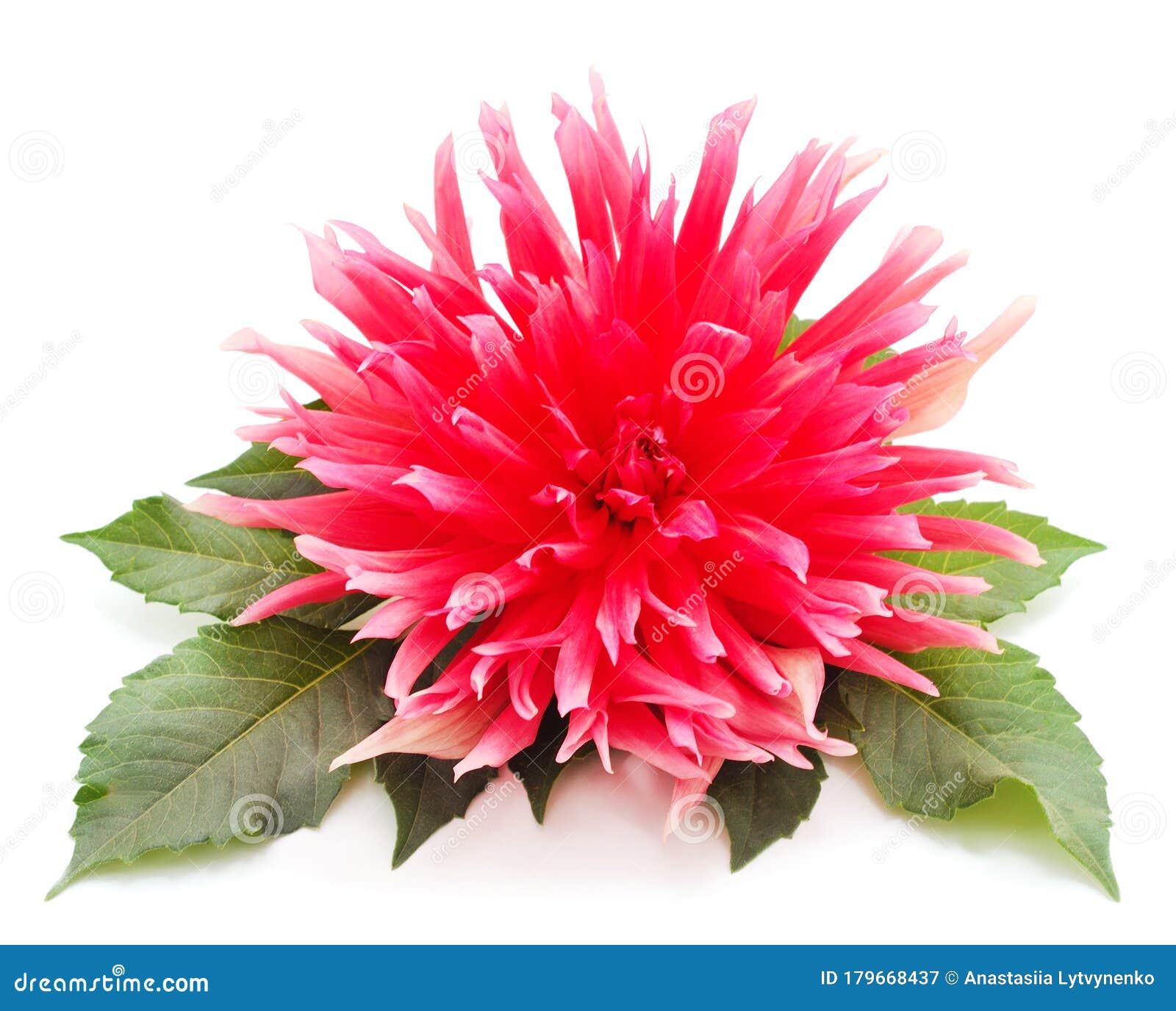 Beautiful pink georgina stock image. Image of plant - 179668437