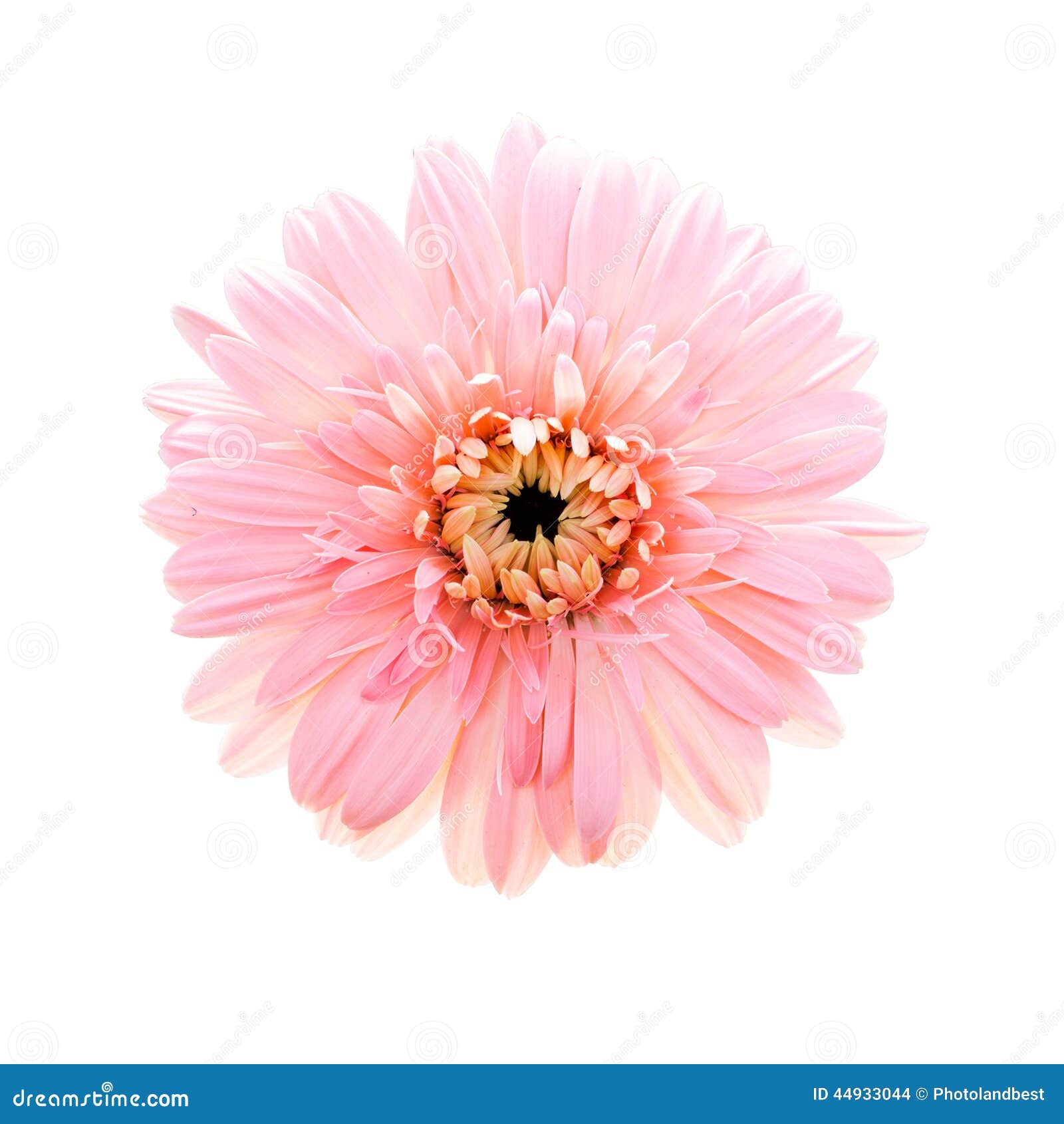 Beautiful Pink Gerbera Isolated Stock Photo - Image of closeup, daisy ...