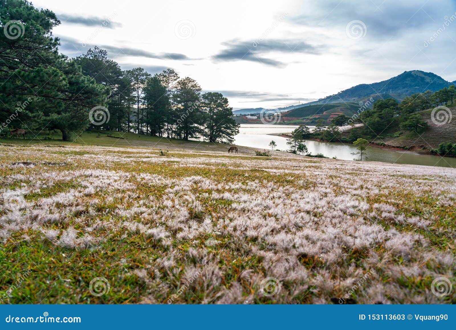 Beautiful Pink Grass Valley and Pine Trees on Lakeside Stock Image ...