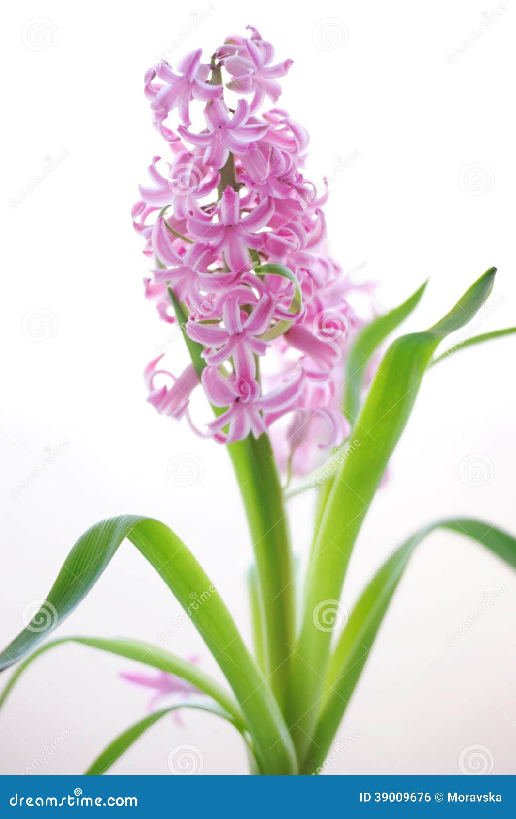 Beautiful pink hyacinth stock photo. Image of green, beautiful - 39009676