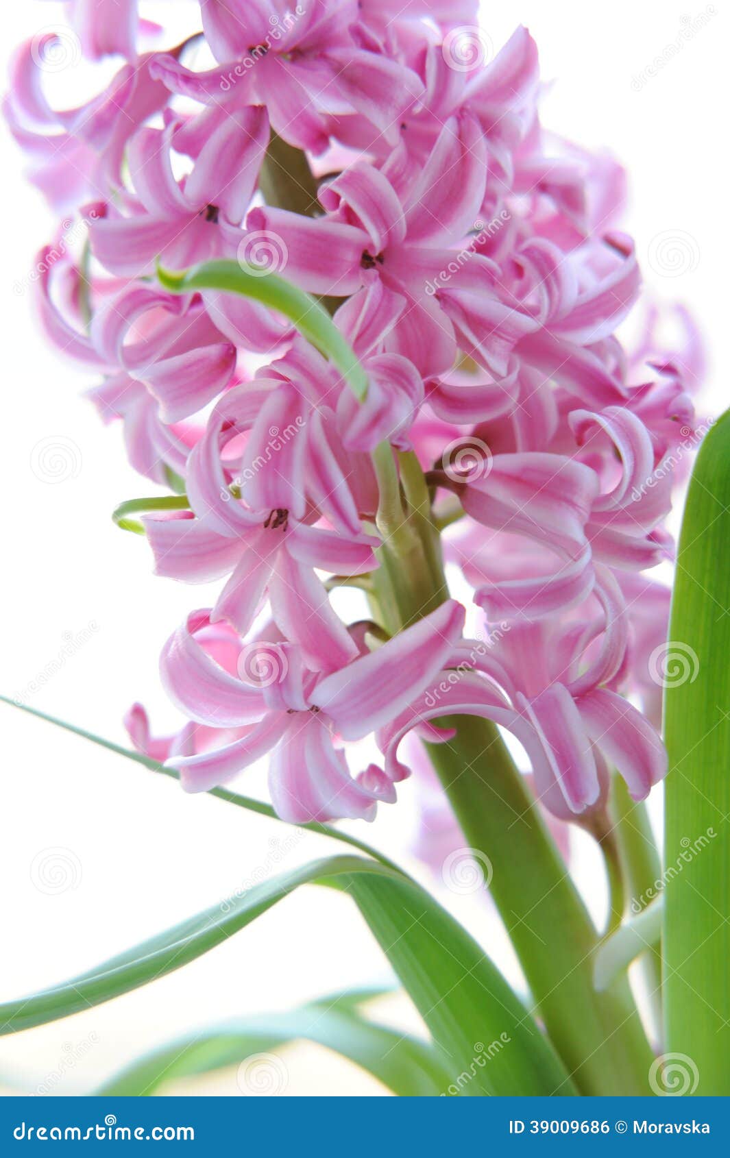 Beautiful pink hyacinth stock photo. Image of pink, blur - 39009686
