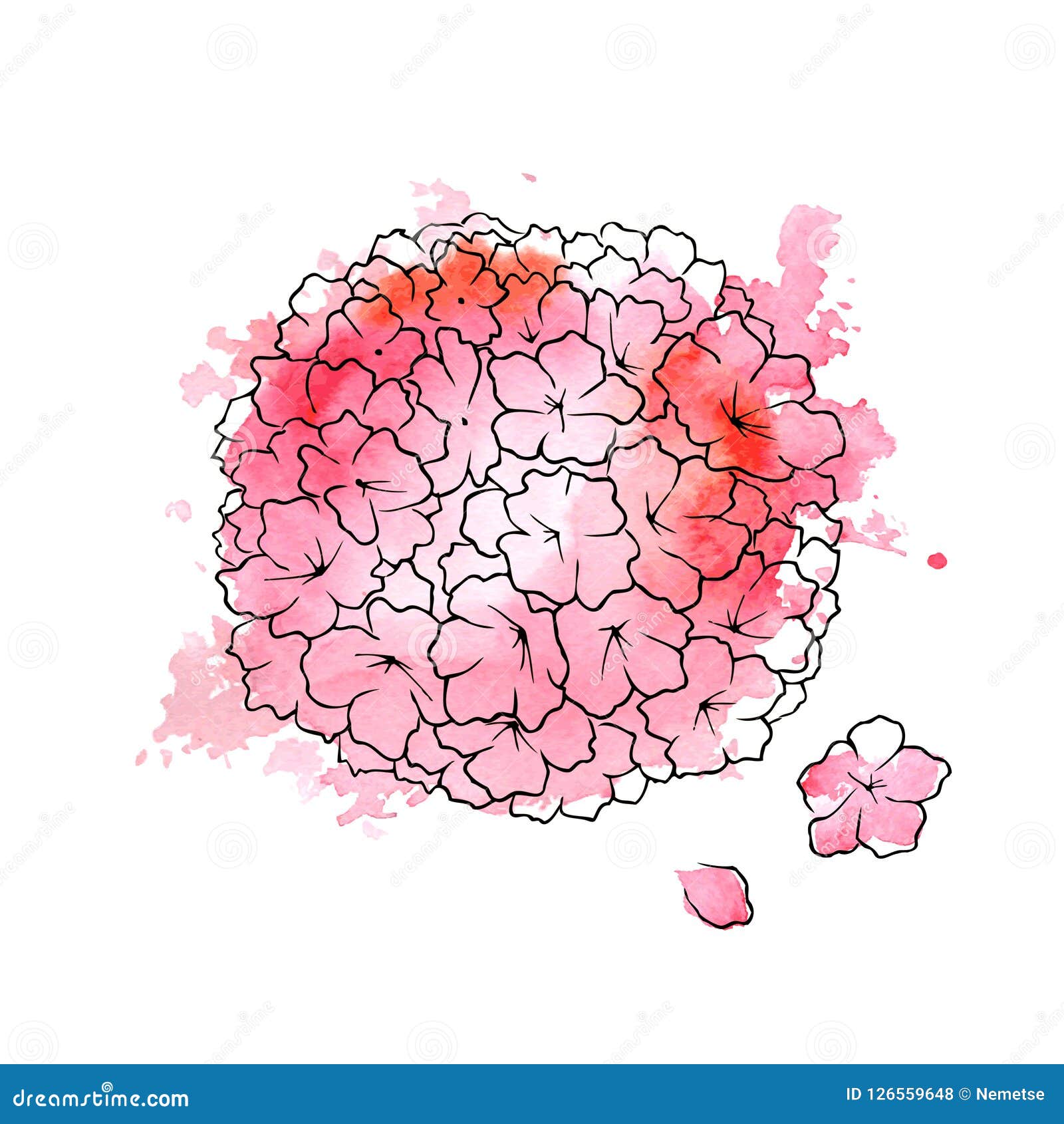 Beautiful pink hydrangea stock vector. Illustration of green - 126559648