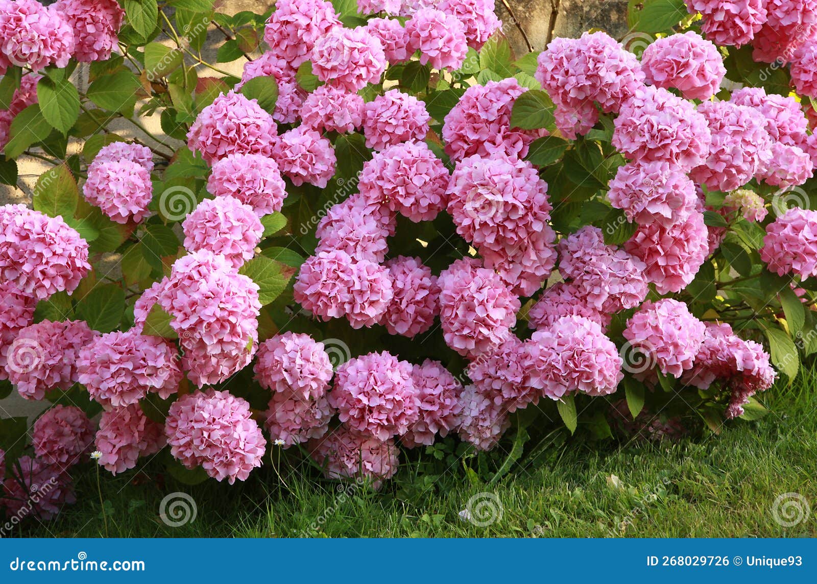 Beautiful Pink Hydrangea Blooms in the Garden Stock Photo - Image of ...