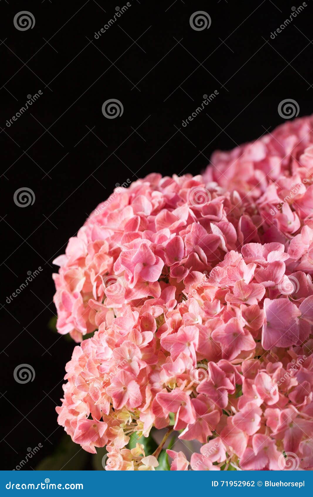Beautiful Pink Hydrangea - Bouquet, Composition Stock Photo - Image of ...