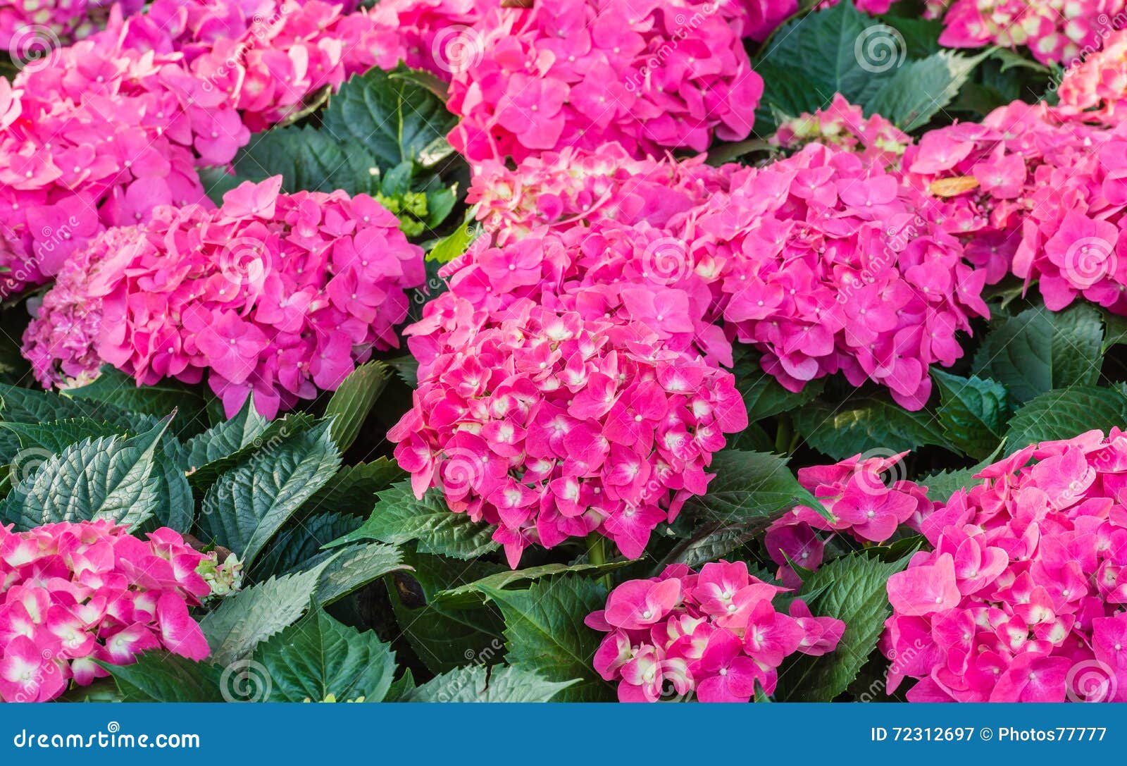 Beautiful Pink Hydrangea Flower Blooming in the Garden Stock Image ...