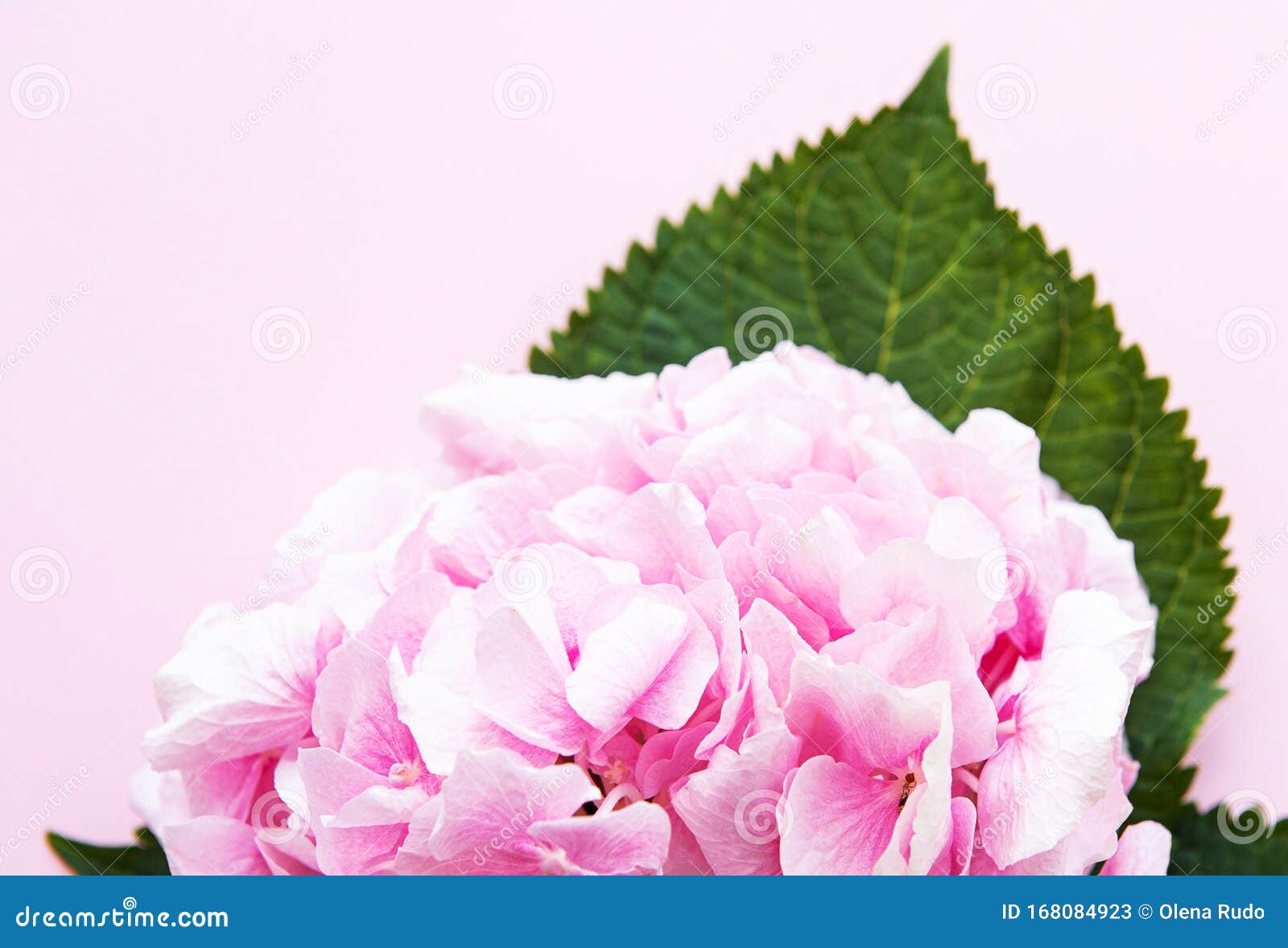 Beautiful pink hydrangea stock image. Image of blossom - 168084923