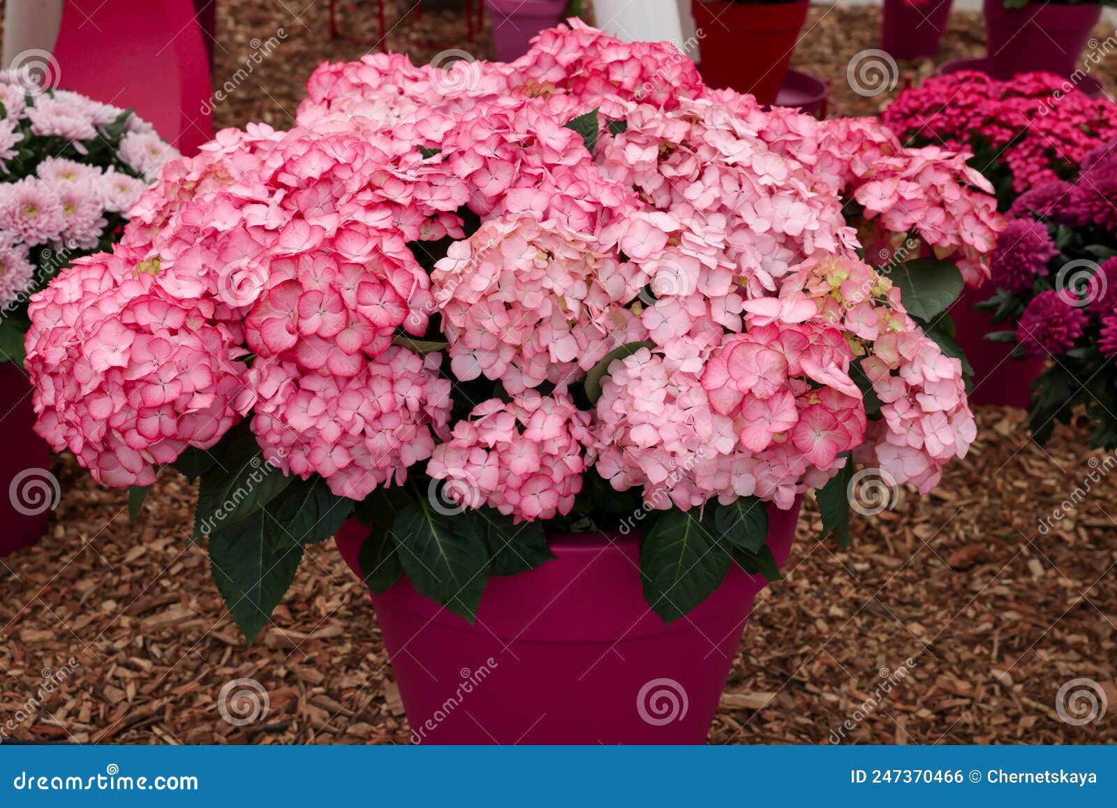 Beautiful Pink Hydrangea in Pot on Ground, Closeup Stock Photo - Image ...