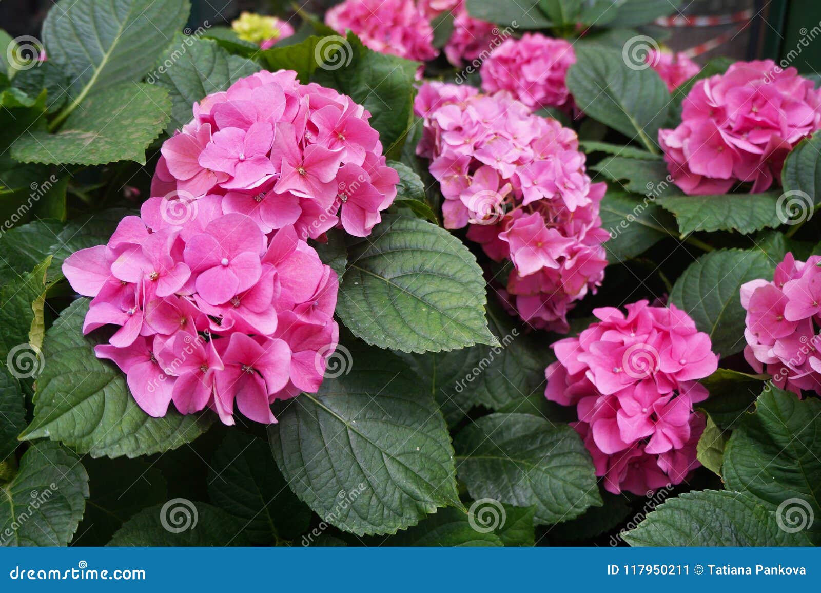 Beautiful Pink Hydrangeas in a Pot. Cultivation of Flowers Stock Image ...