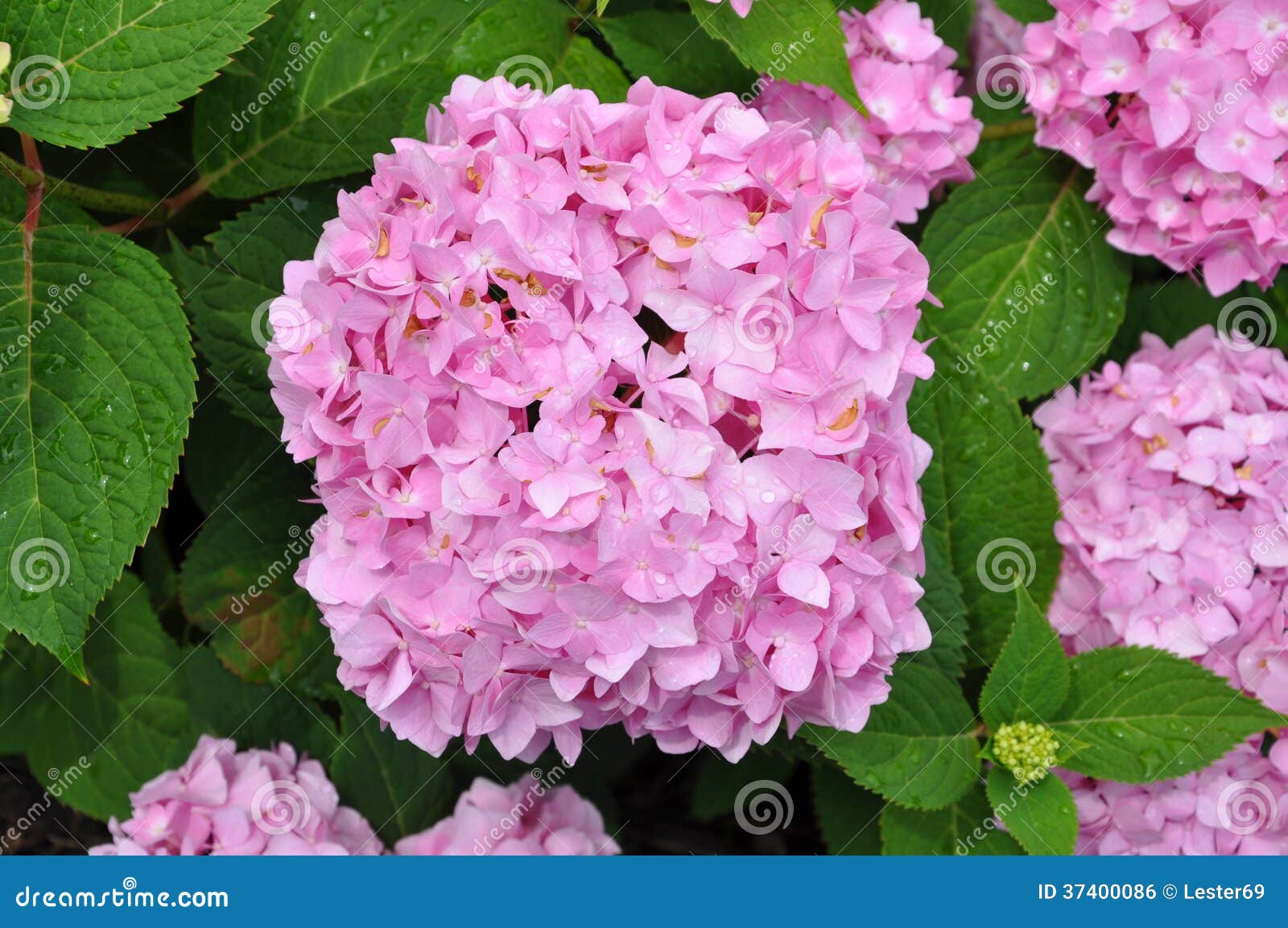 Beautiful Pink Hydrangeas stock photo. Image of bunch - 37400086