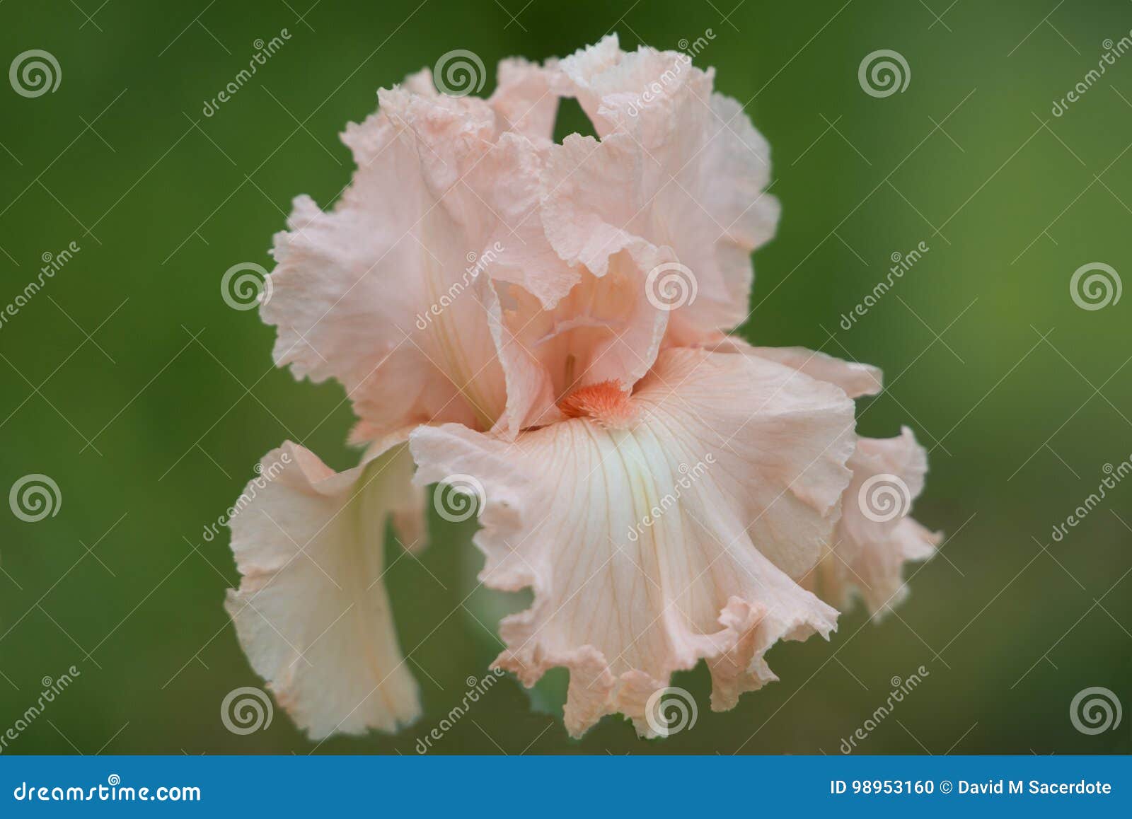Beautiful pink iris stock photo. Image of delicate, colored - 98953160