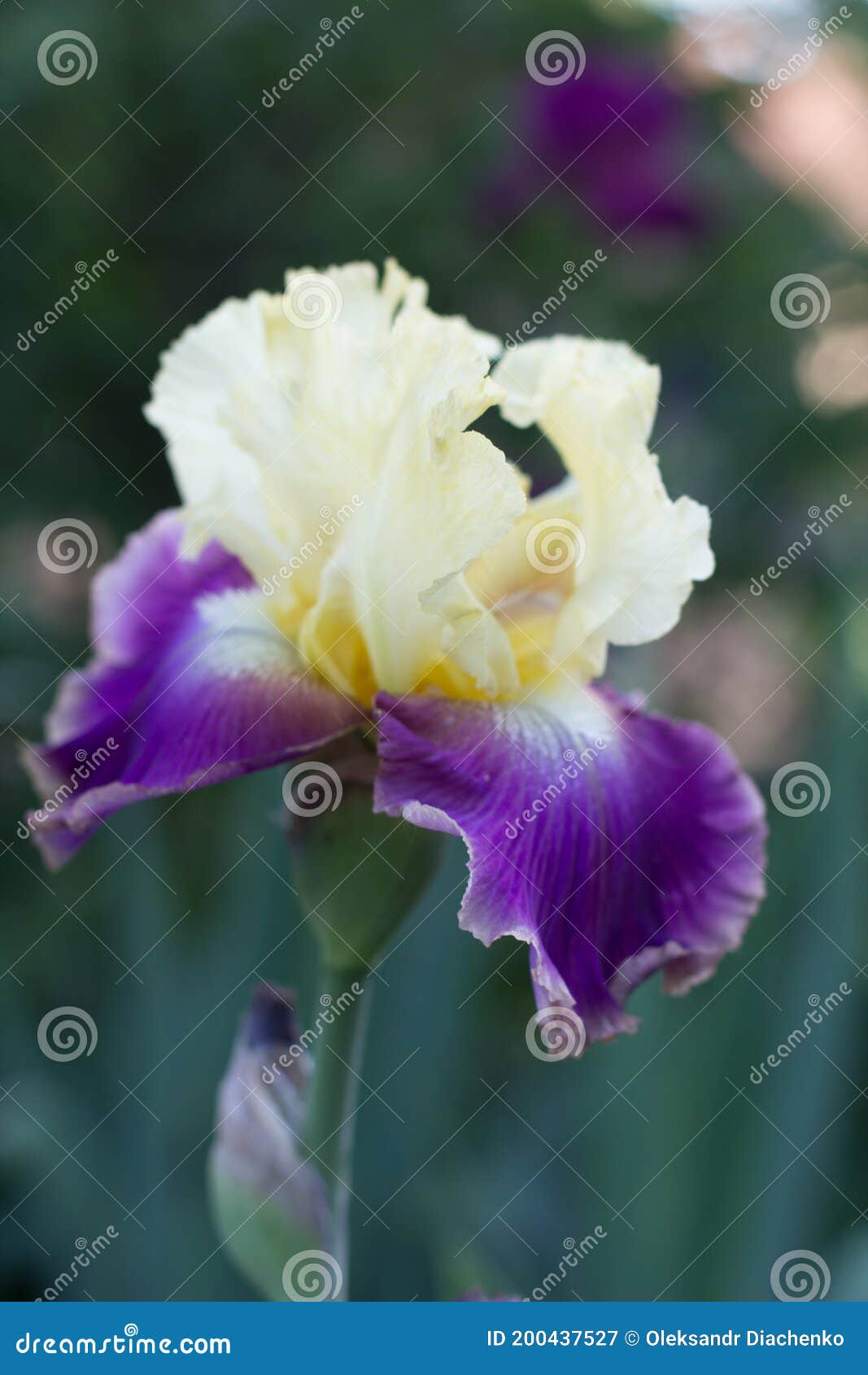 Beautiful Pink Iris Flower Growing in the Garden Stock Image - Image of ...