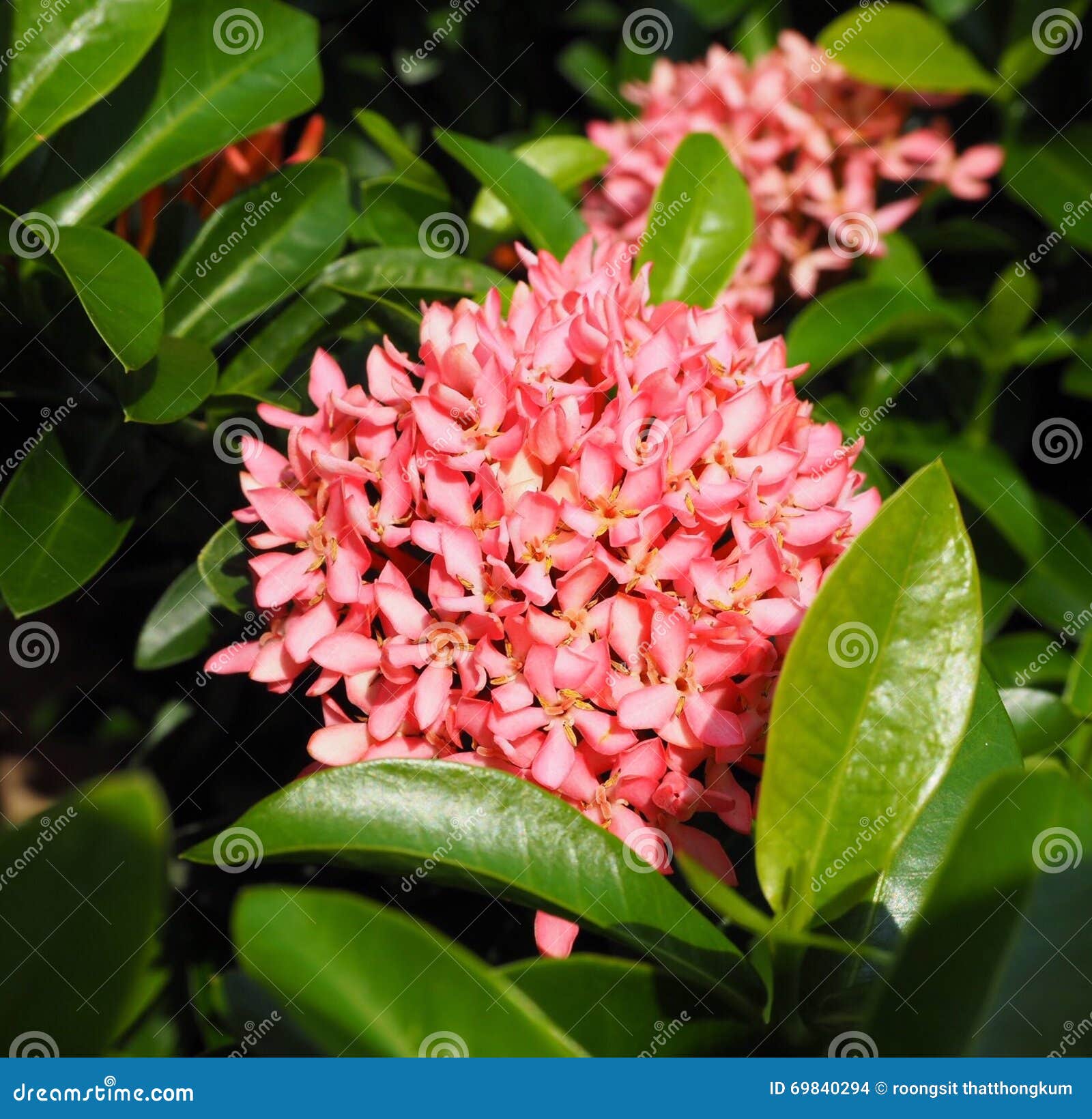 Beautiful pink ixora stock photo. Image of ixora, flower - 69840294