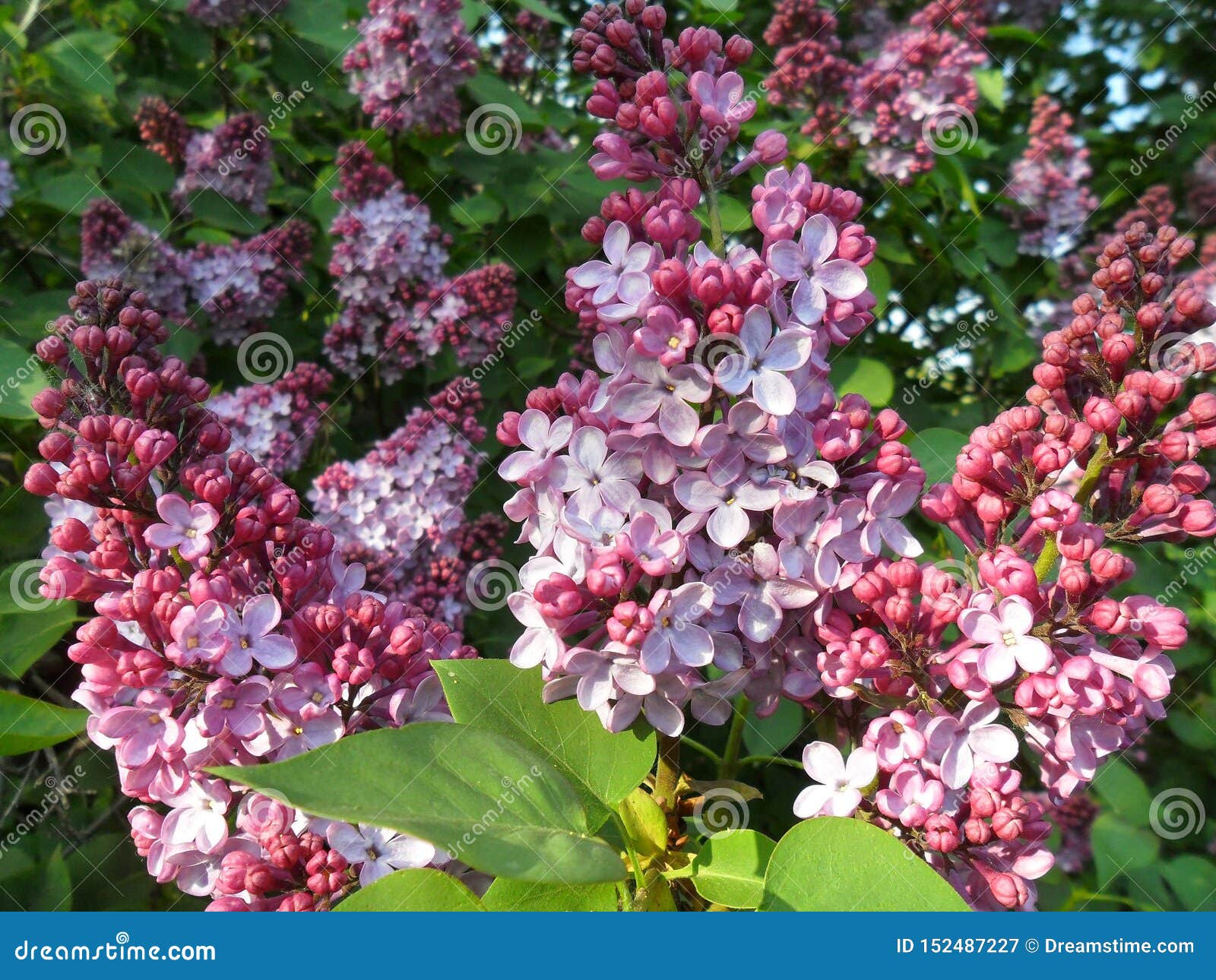 Pink lilac stock image. Image of beautiful, purple, flower - 152487227