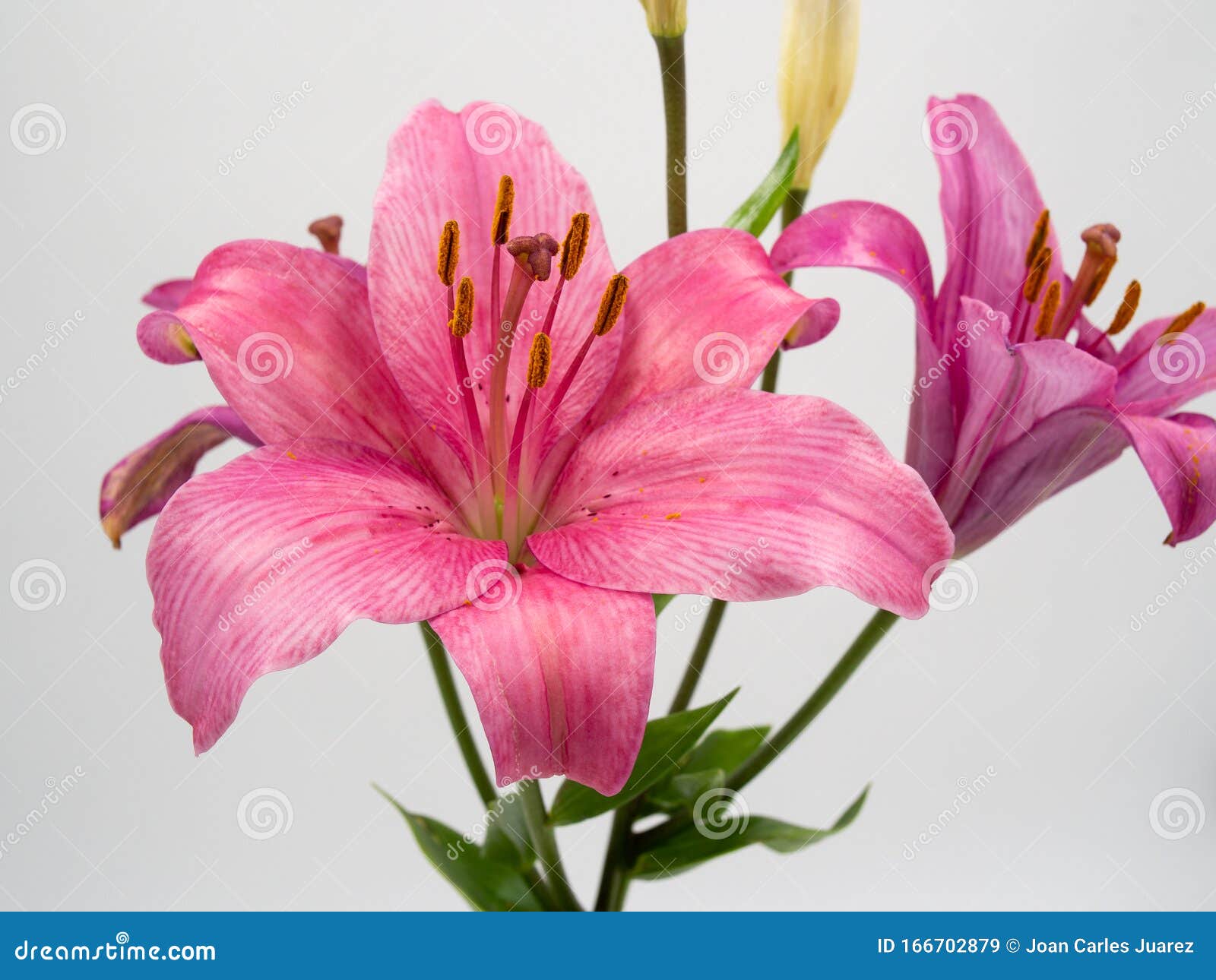 Beautiful Pink Lilium Flower on White Background Stock Image - Image of ...