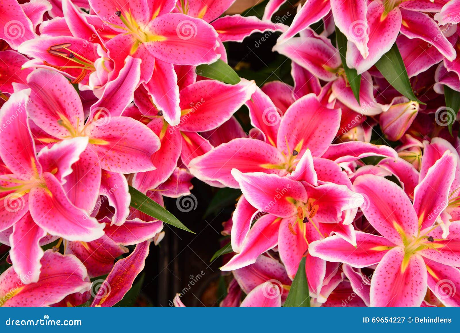 Beautiful Pink Lilly Flower Texture Stock Image - Image of beautiful ...