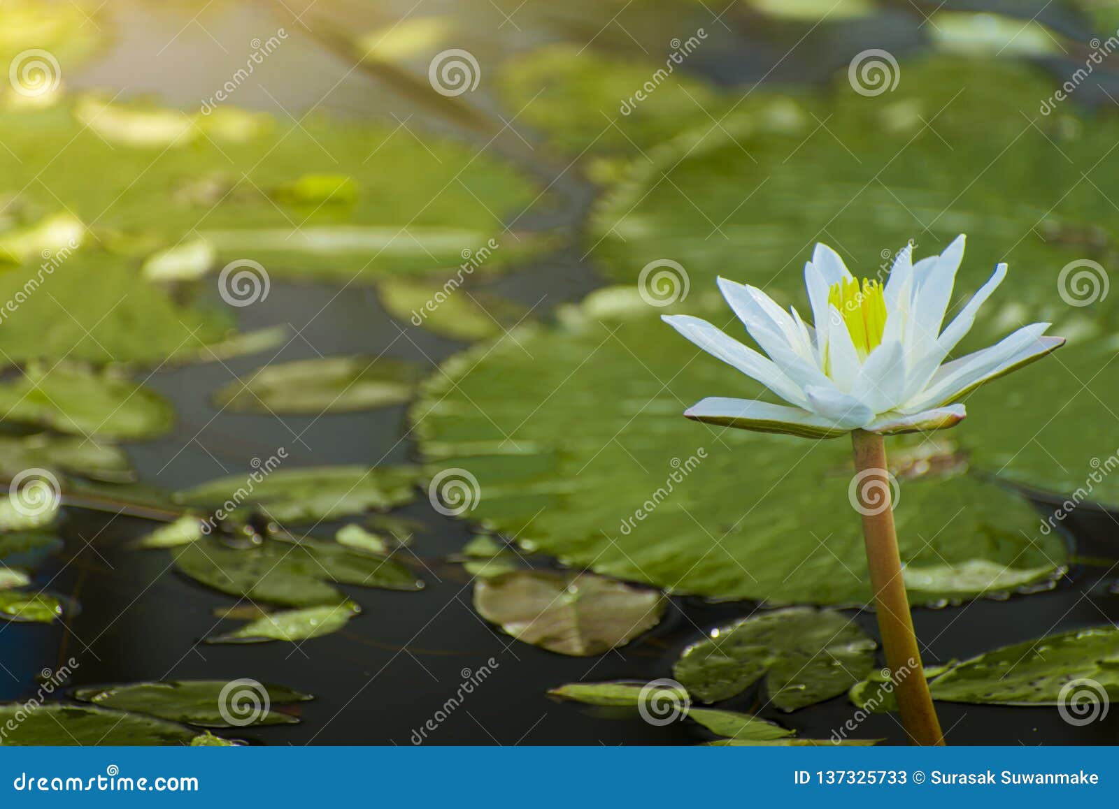 A Beautiful Pink Lotus Flower or Lotus Flower in the Pool Stock Image ...