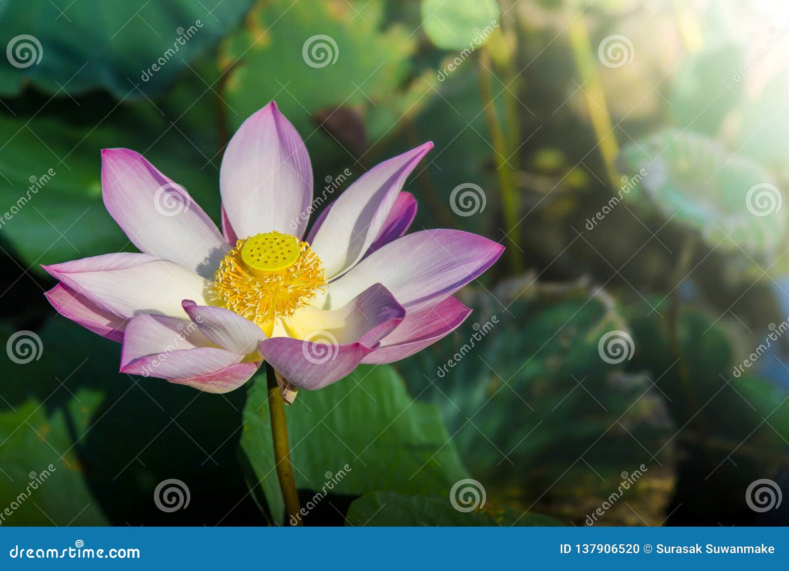 A Beautiful Pink Lotus Flower or Lotus Flower in the Pool Stock Photo ...