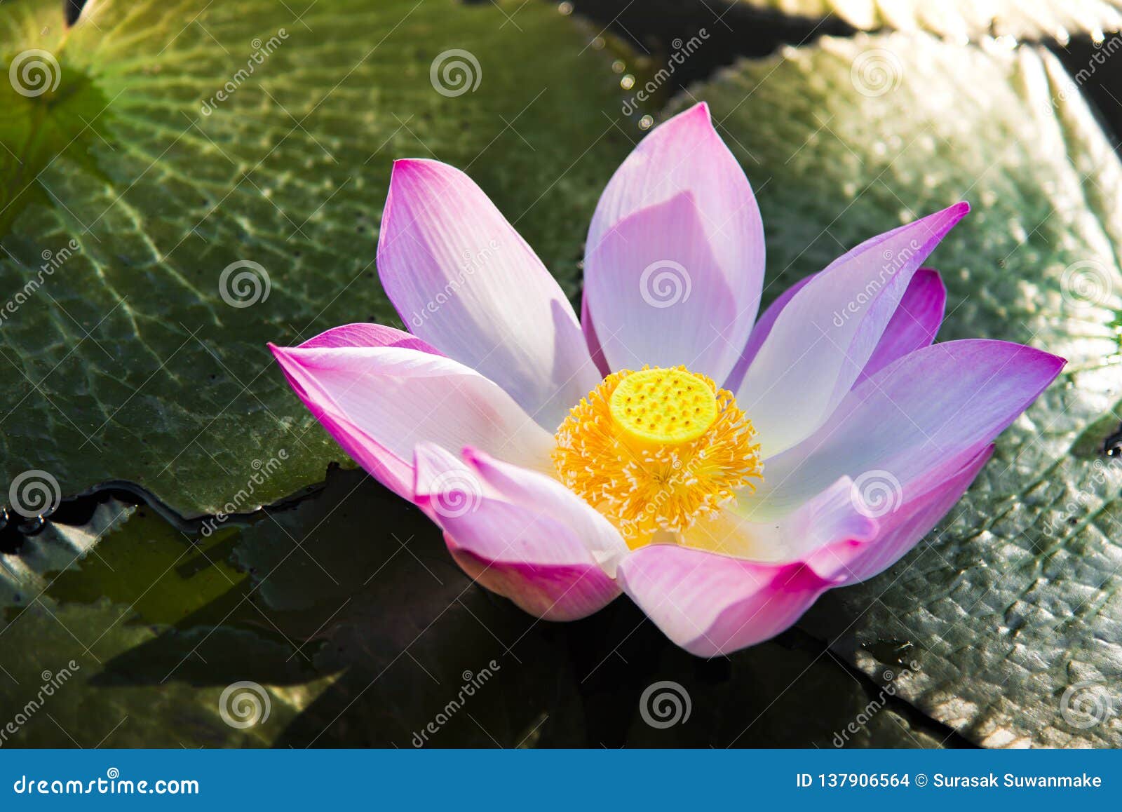 A Beautiful Pink Lotus Flower or Lotus Flower in the Pool Stock Photo ...
