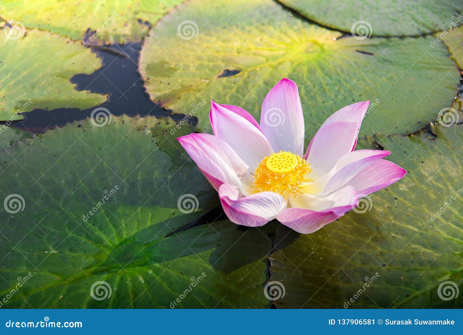 A Beautiful Pink Lotus Flower or Lotus Flower in the Pool Stock Image ...