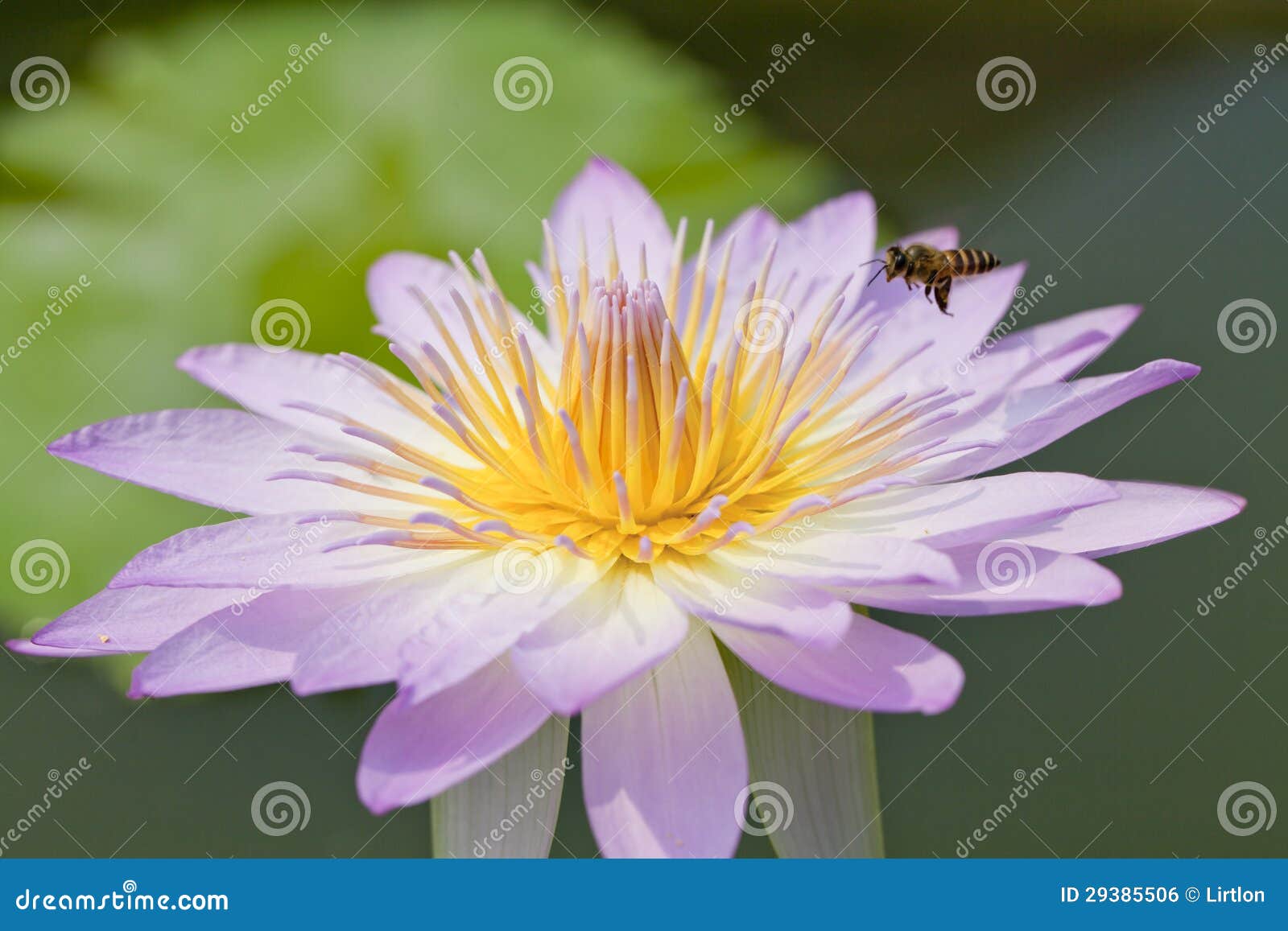 The Beautiful Pink Lotus with Insect Stock Photo - Image of relax ...