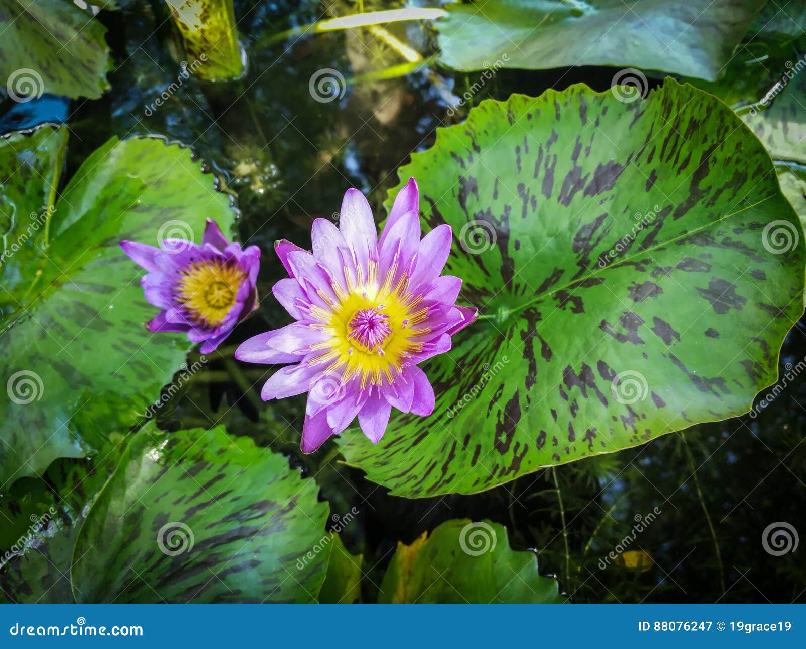 Loust Stock Photos - Free & Royalty-Free Stock Photos from Dreamstime